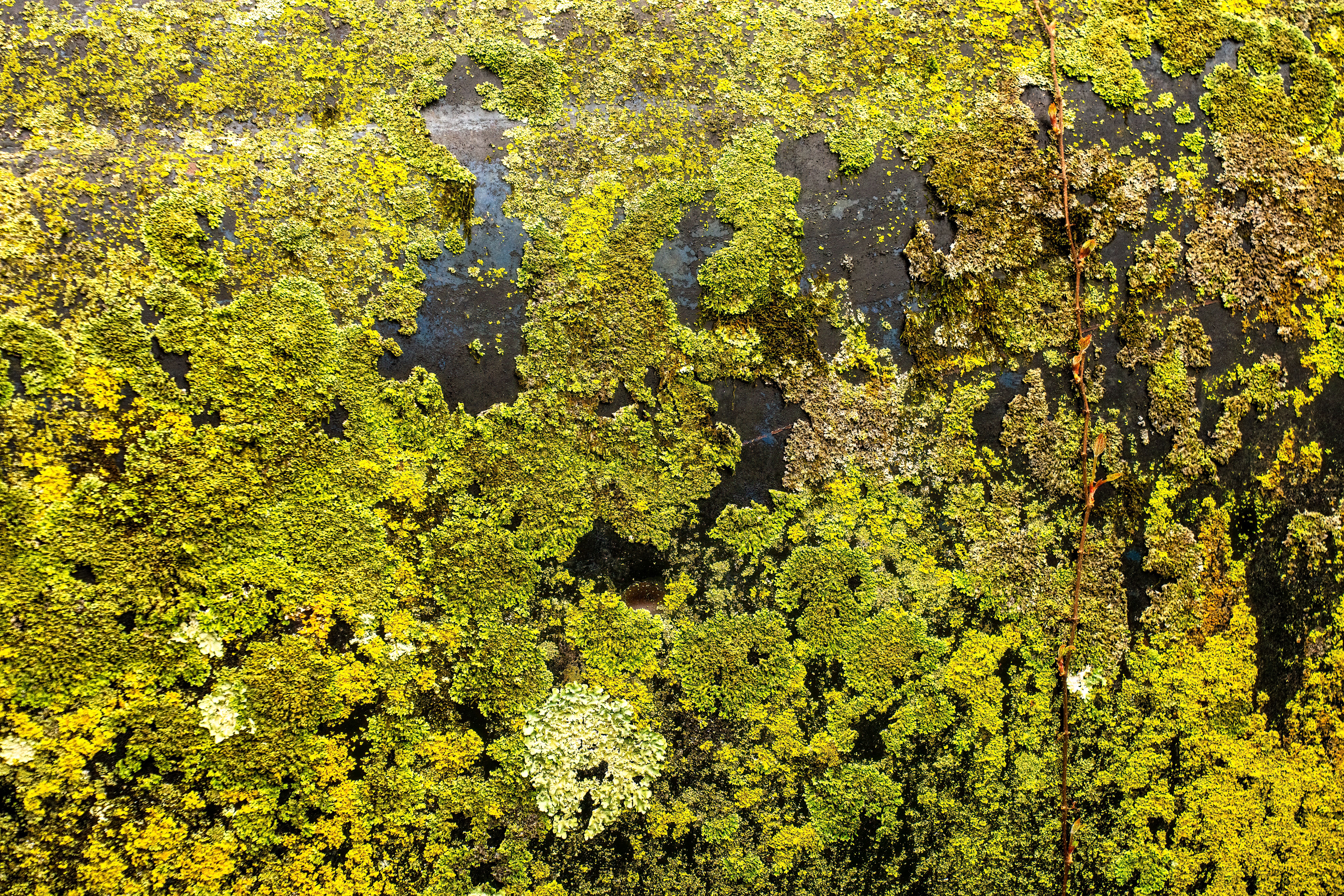 Close up of Moss on Wall · Free Stock Photo