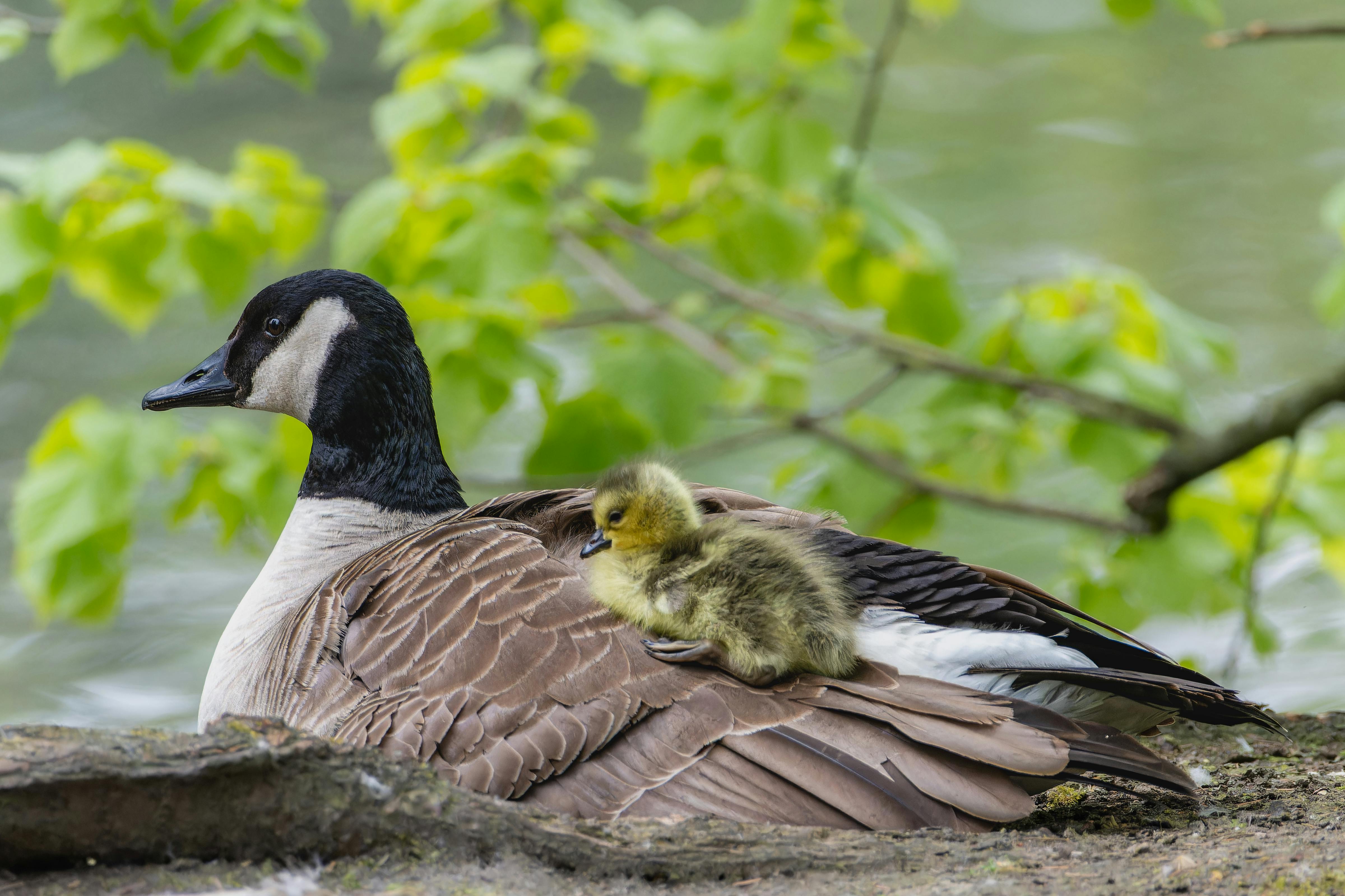 Duck and Duckling · Free Stock Photo