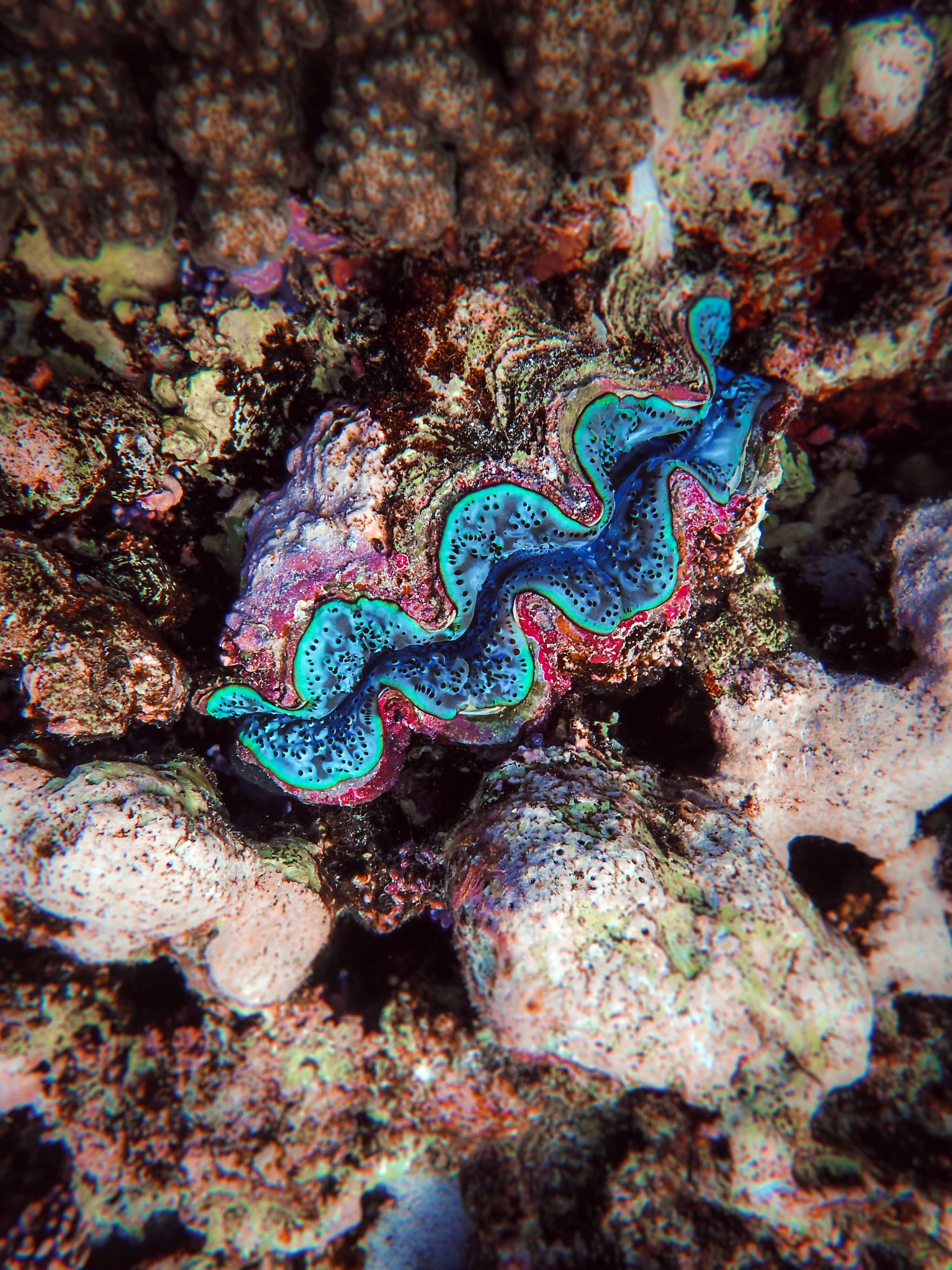 A Mollusc on a Seabed · Free Stock Photo