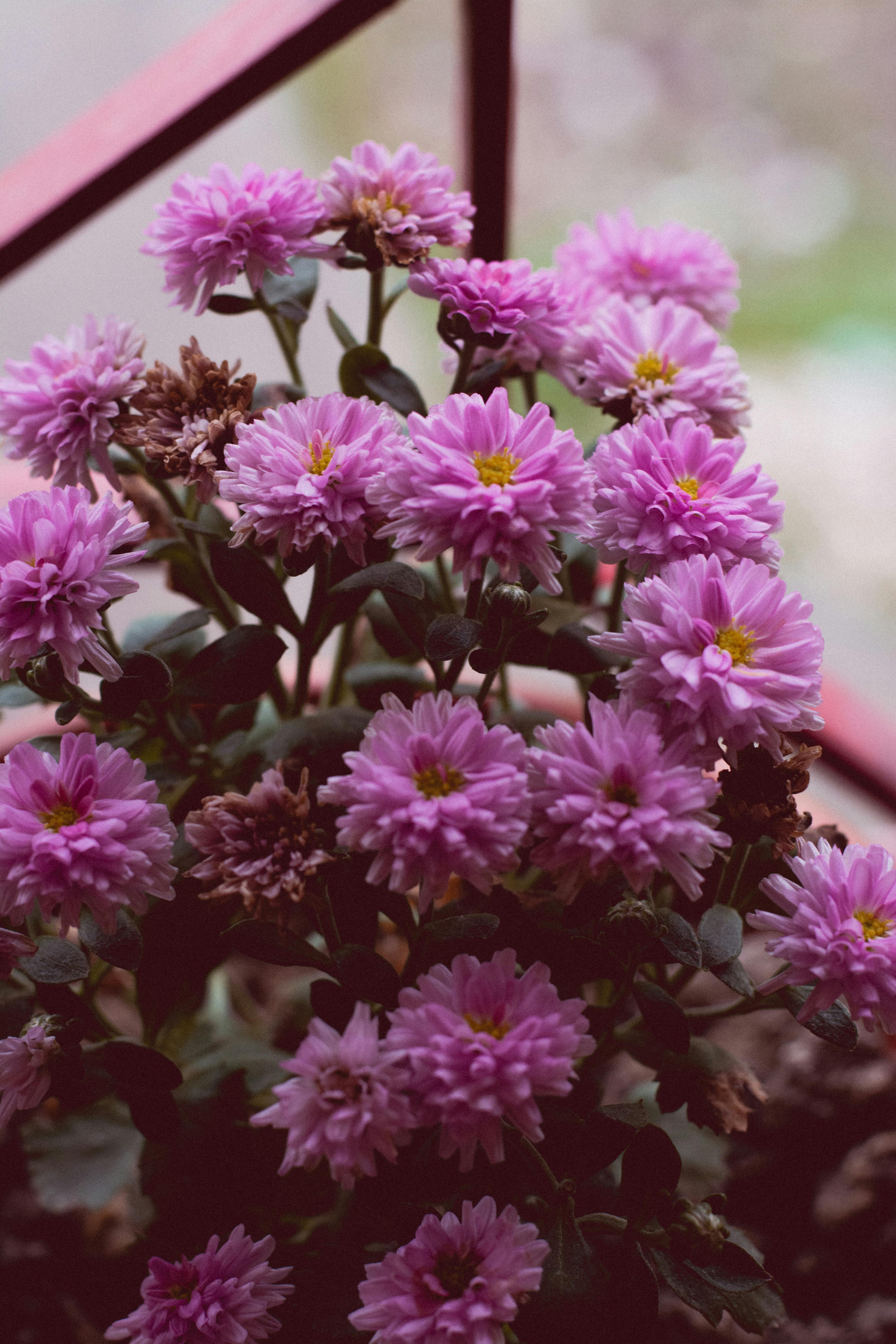 Foto de stock gratuita sobre agricultura, al aire libre, arreglo floral ...