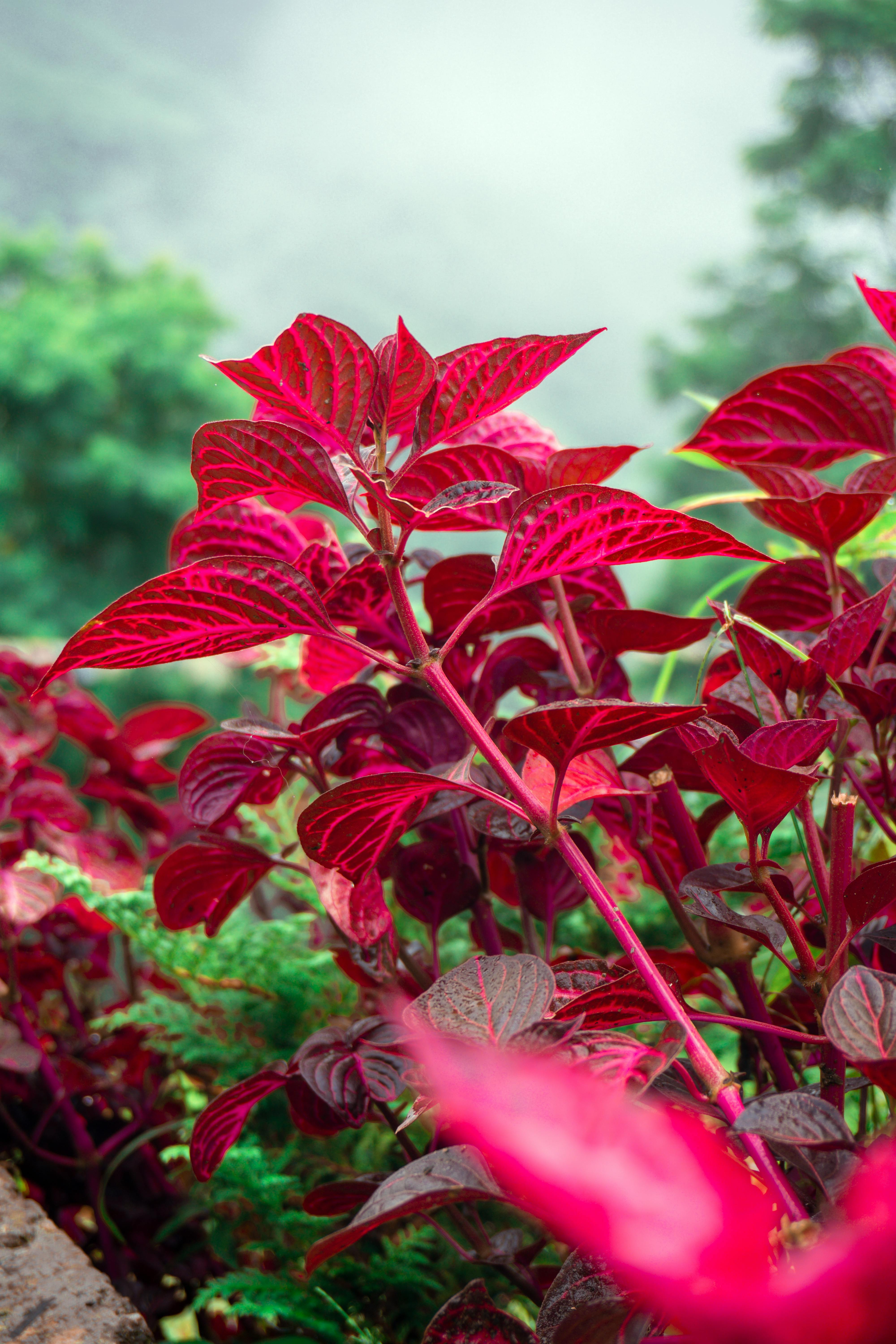 Red Leaves Forest Photos, Download The BEST Free Red Leaves Forest ...