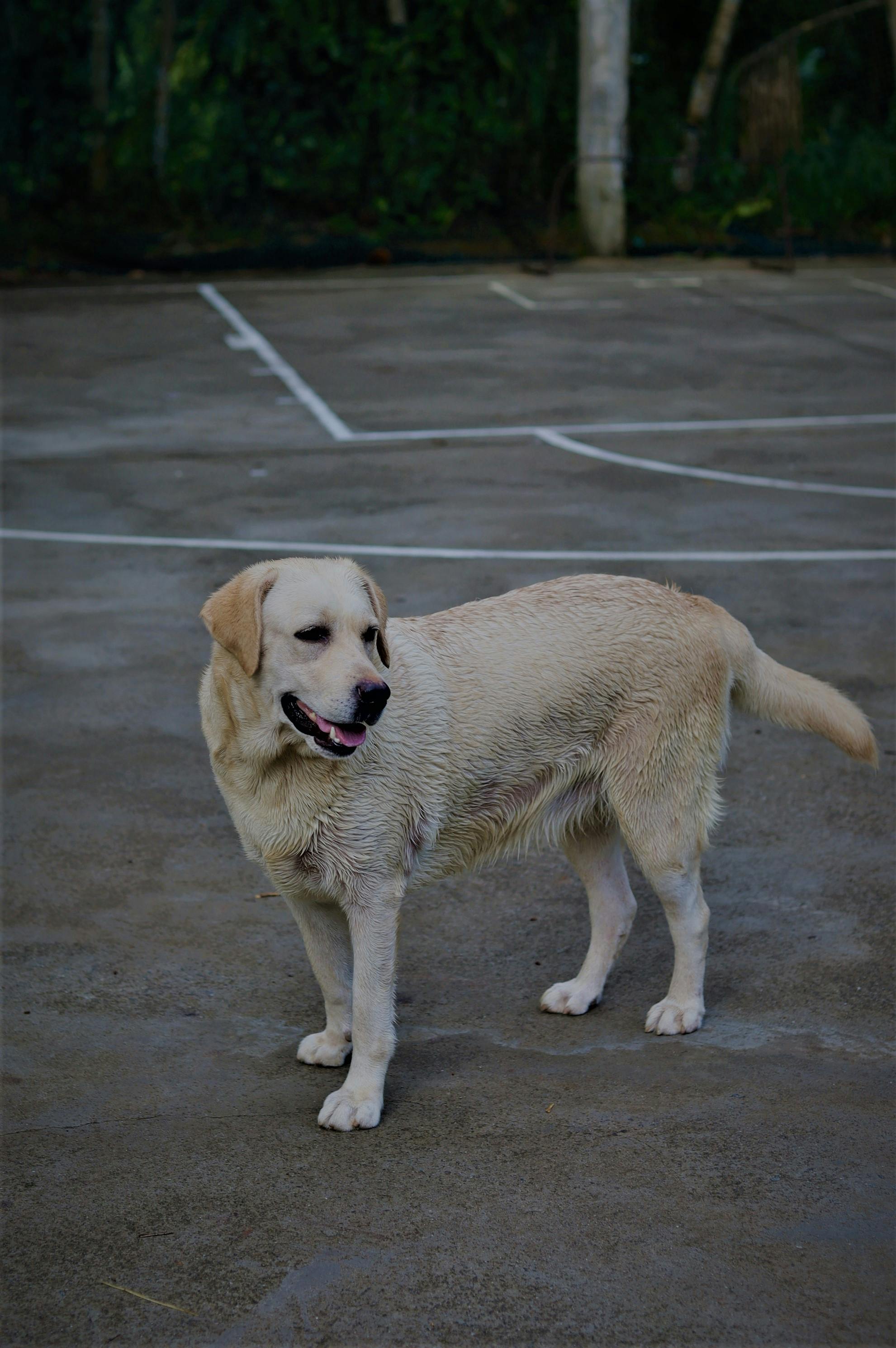 Two Black Short Coated Dogs · Free Stock Photo