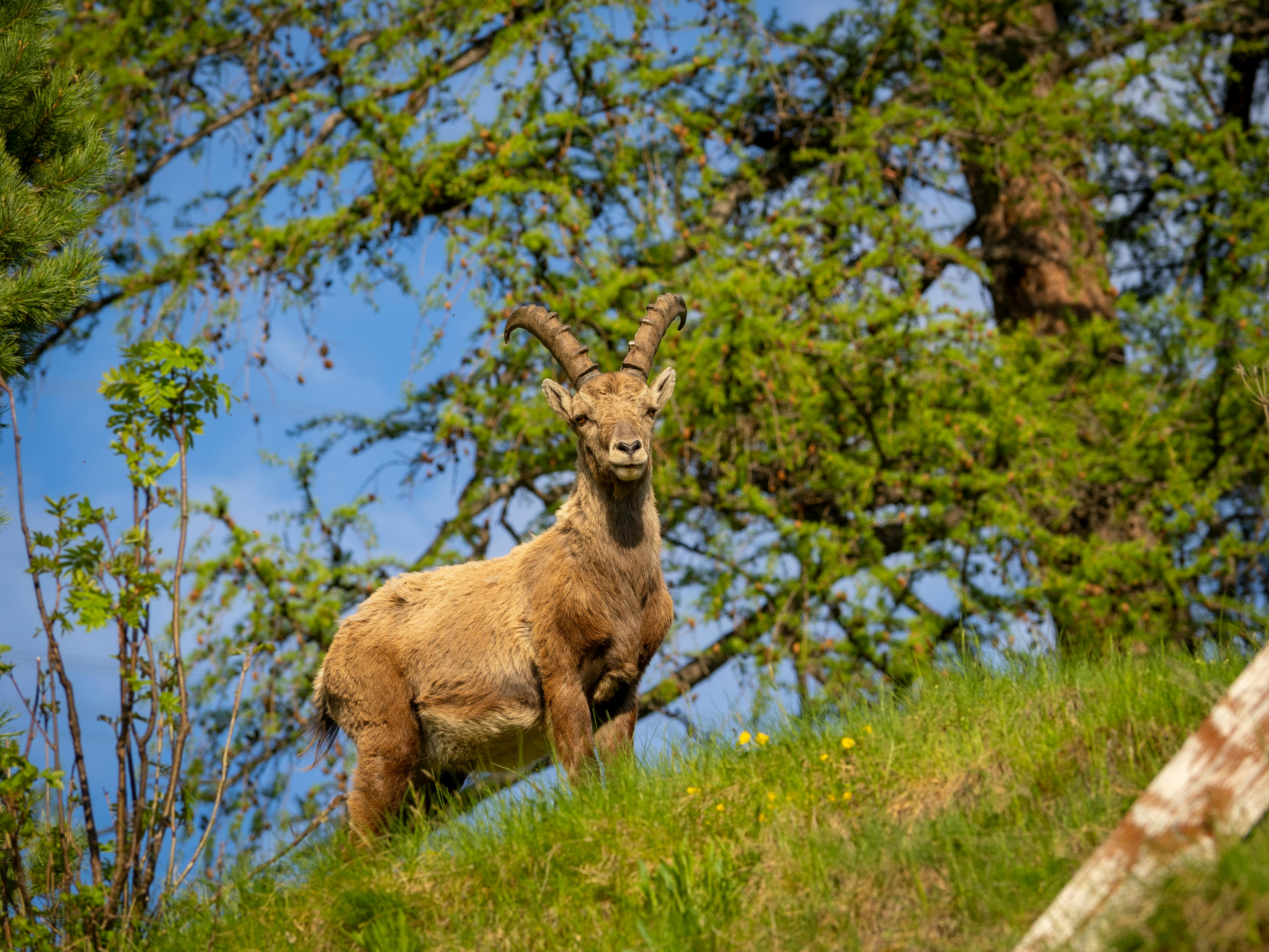 Goat in Nature · Free Stock Photo