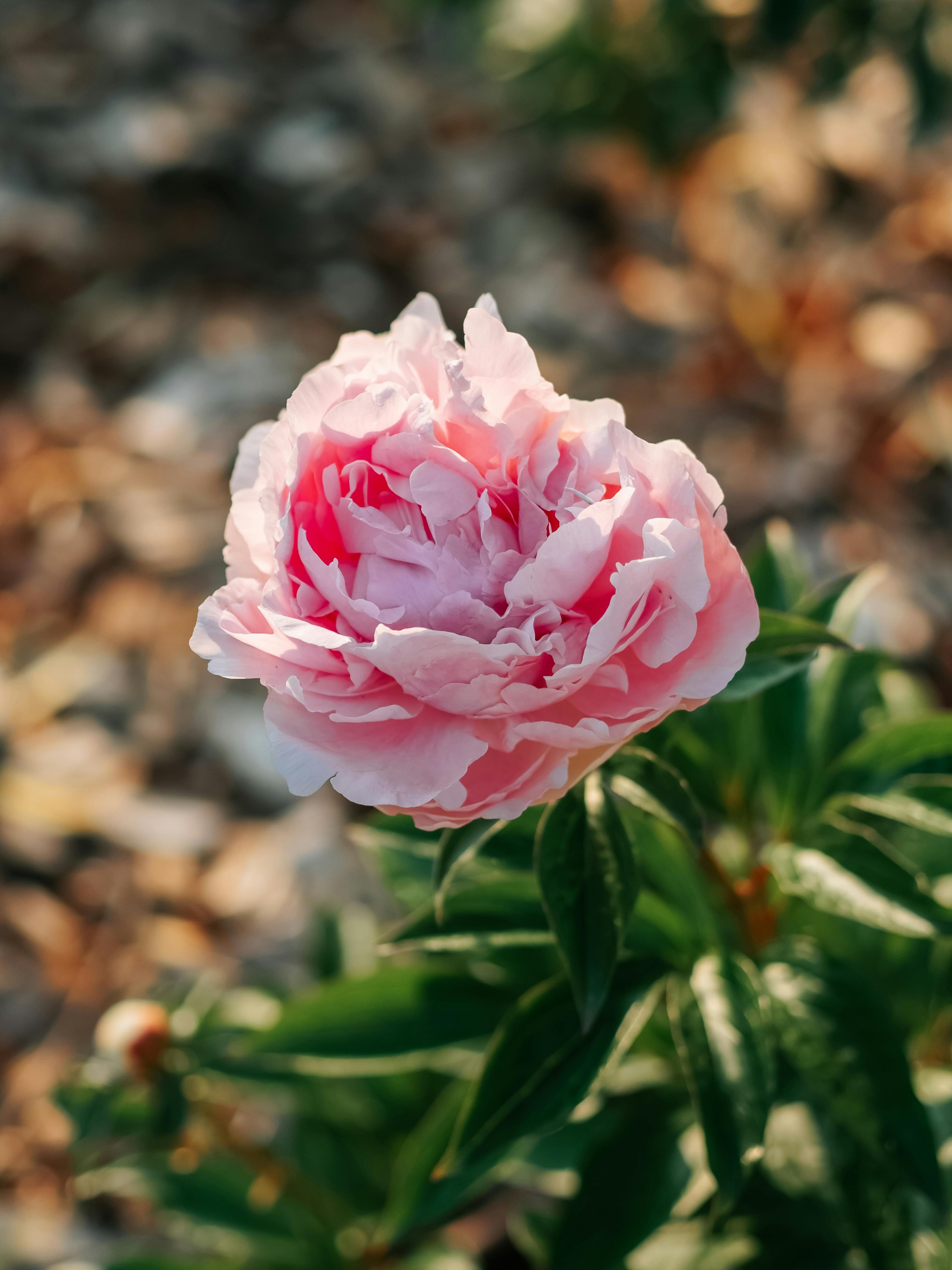 Pink Nature Photos, Download The BEST Free Pink Nature Stock Photos ...