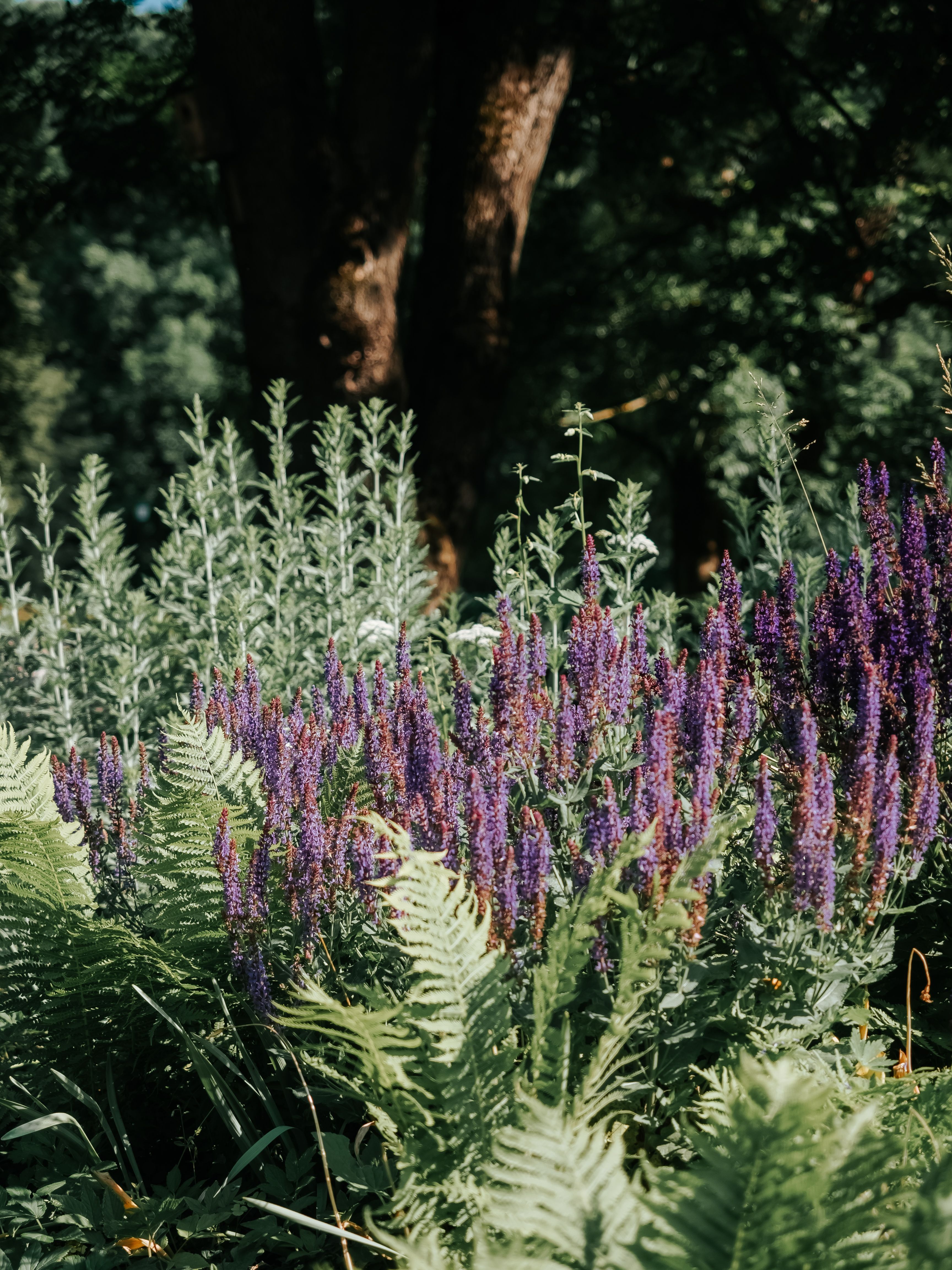 Wild Sage Flowers · Free Stock Photo