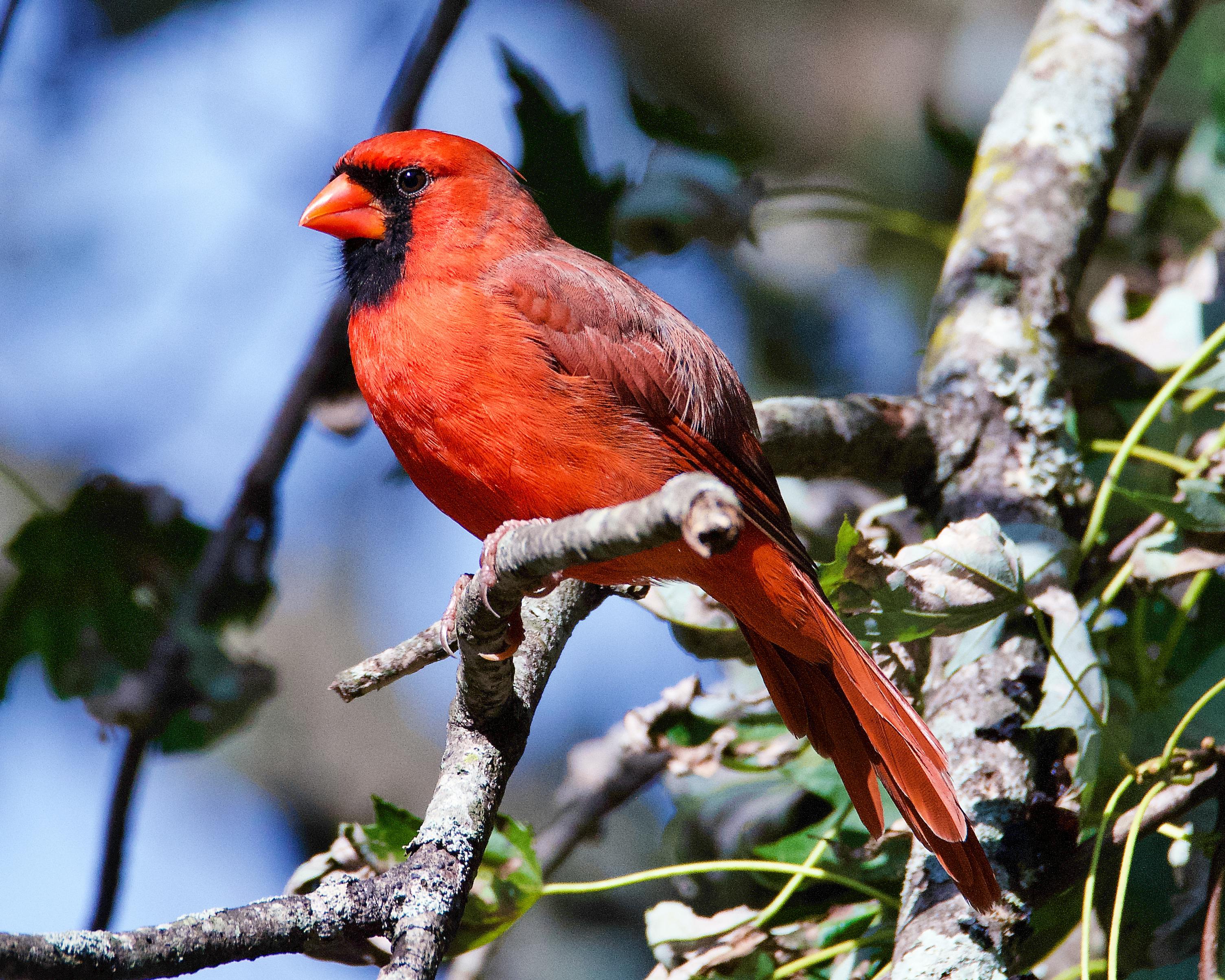 Red Cardinal Bird · Free Stock Photo