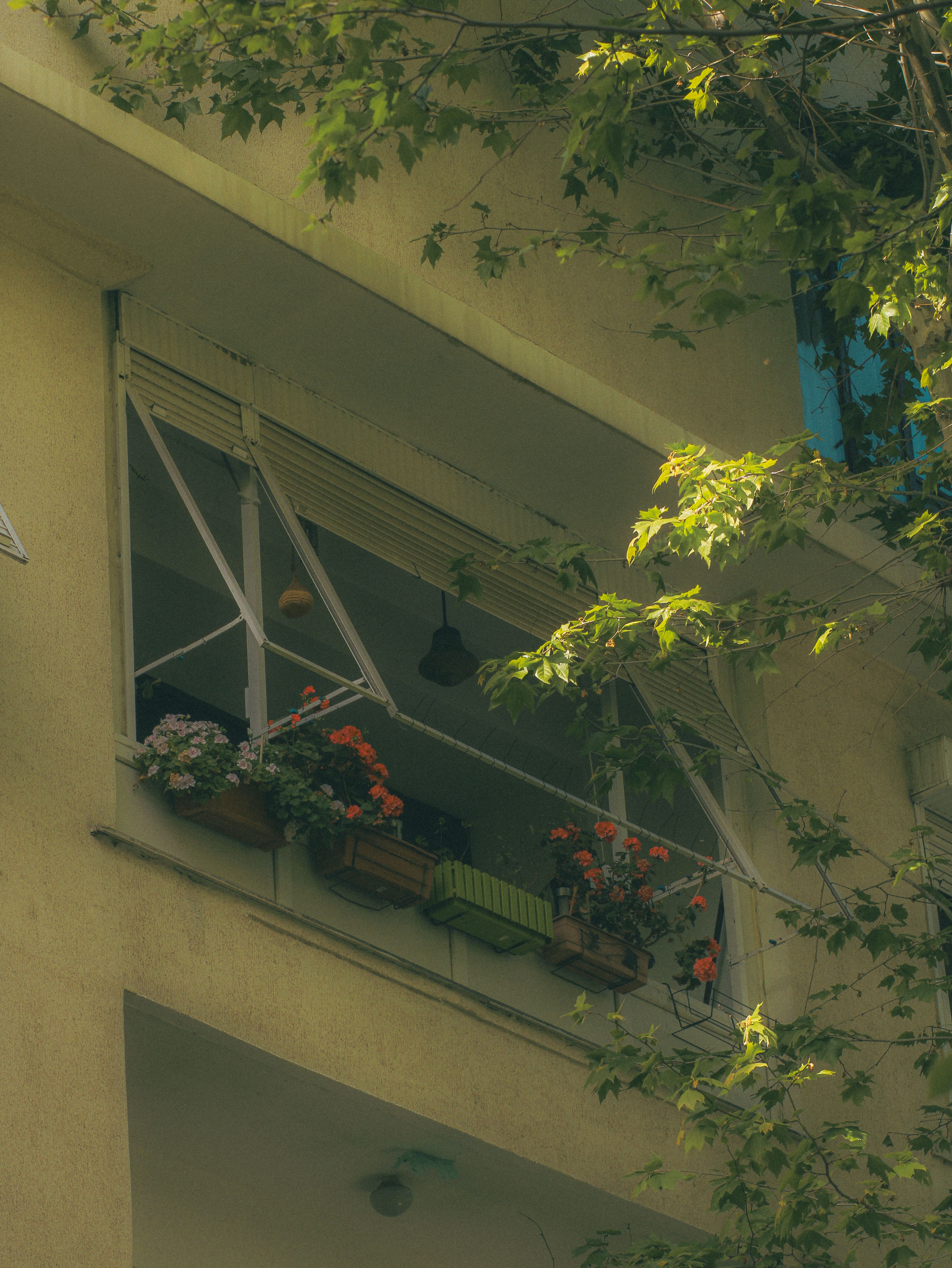 Flowers in Apartment Windows · Free Stock Photo
