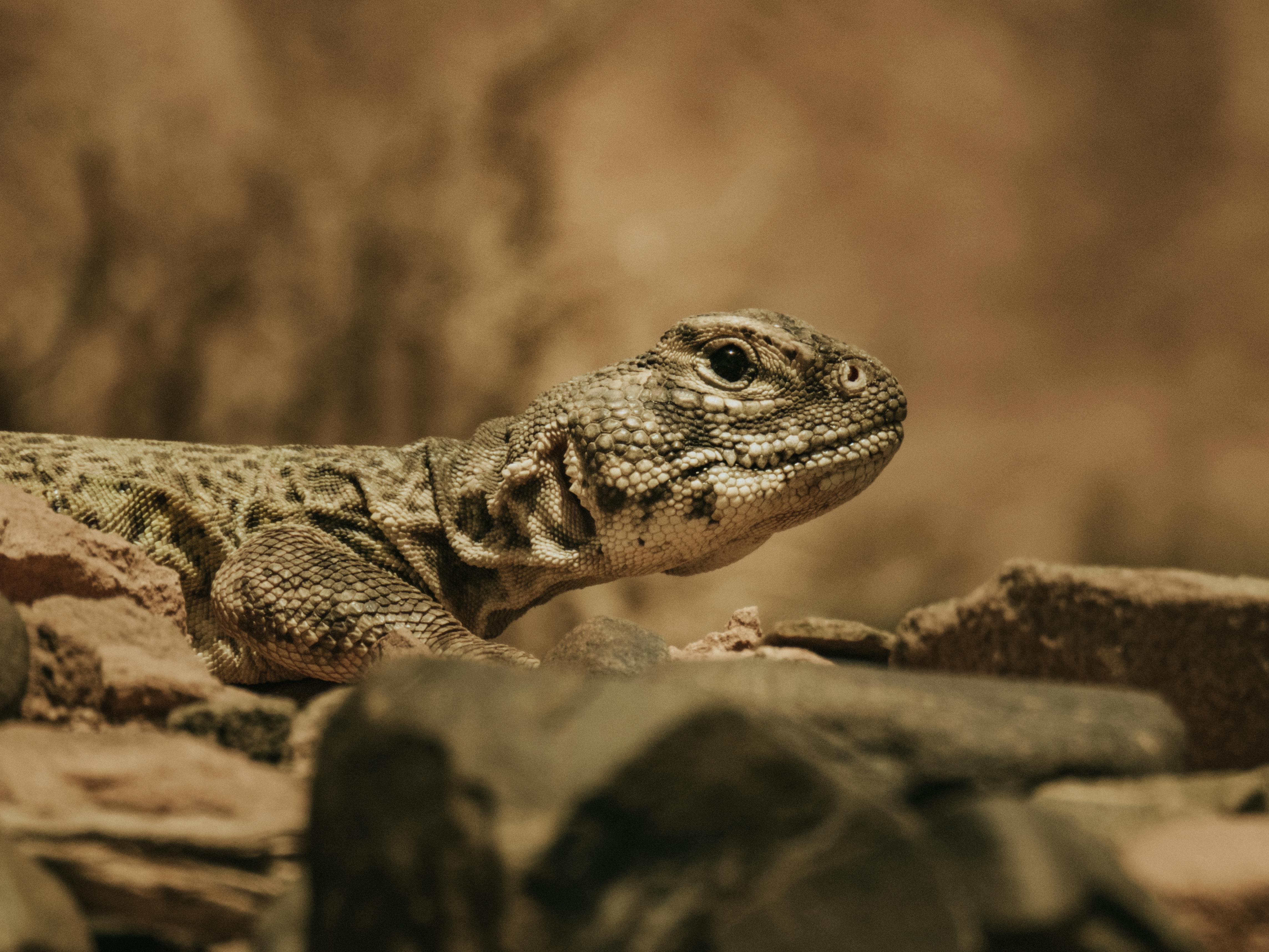 Brown and White Lizard Standing on Brown Surface · Free Stock Photo