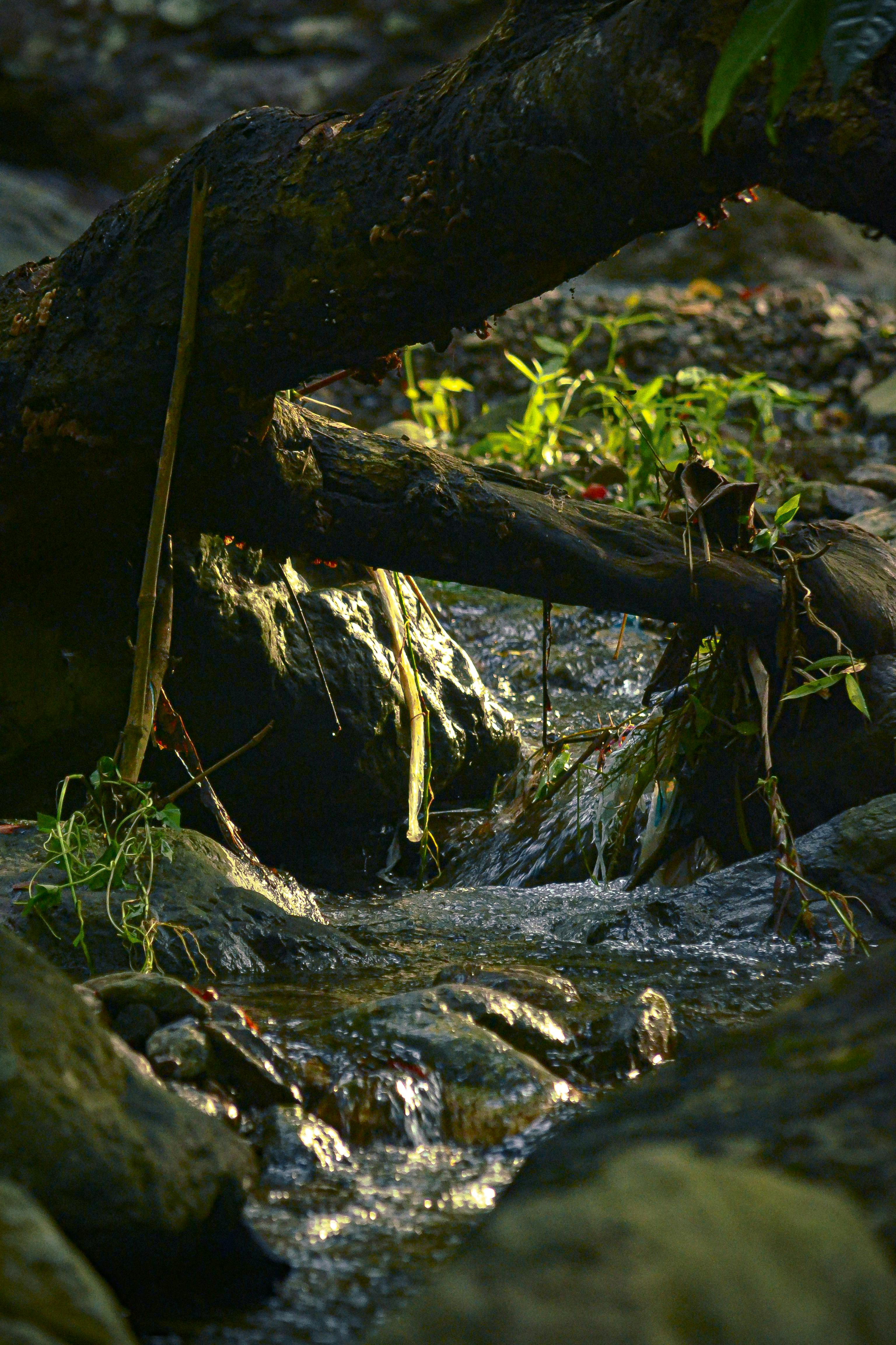 Stream Running under Fallen Tree Trunks · Free Stock Photo