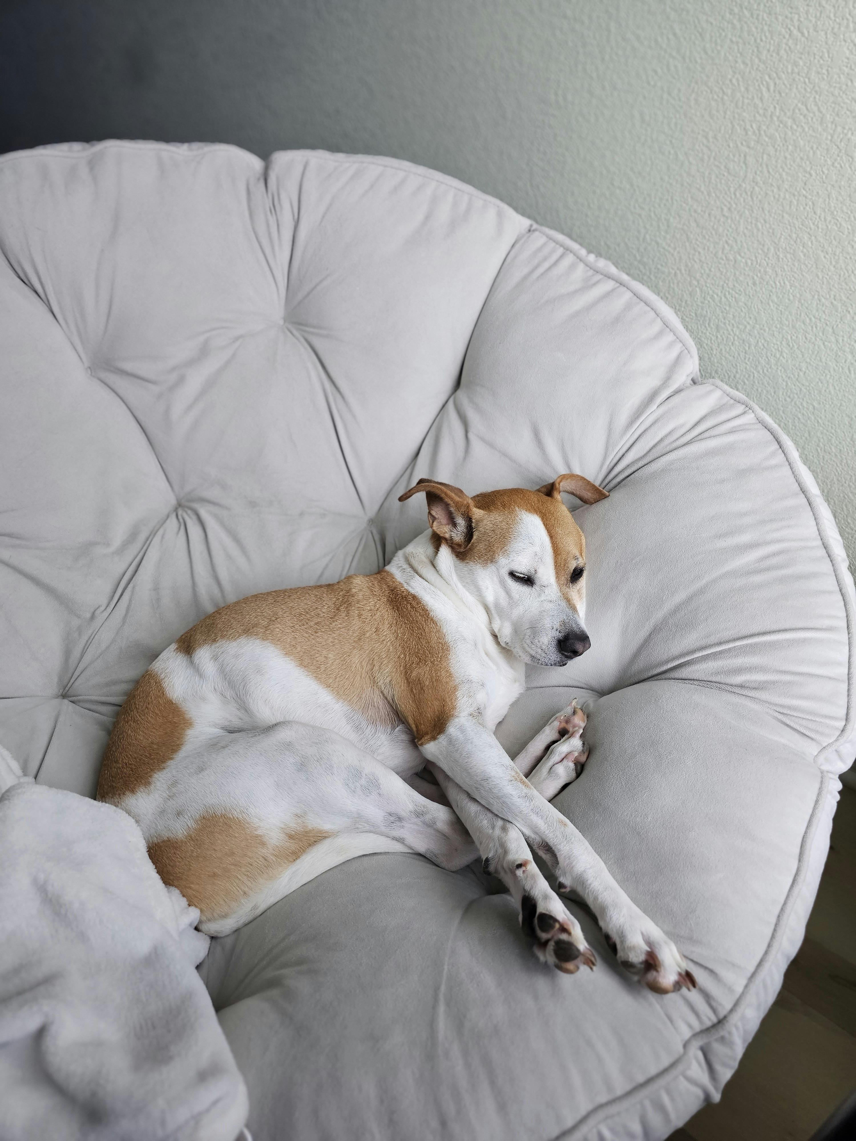 Funny Dog Sleeping on a Cozy Cocoon Chair · Free Stock Photo