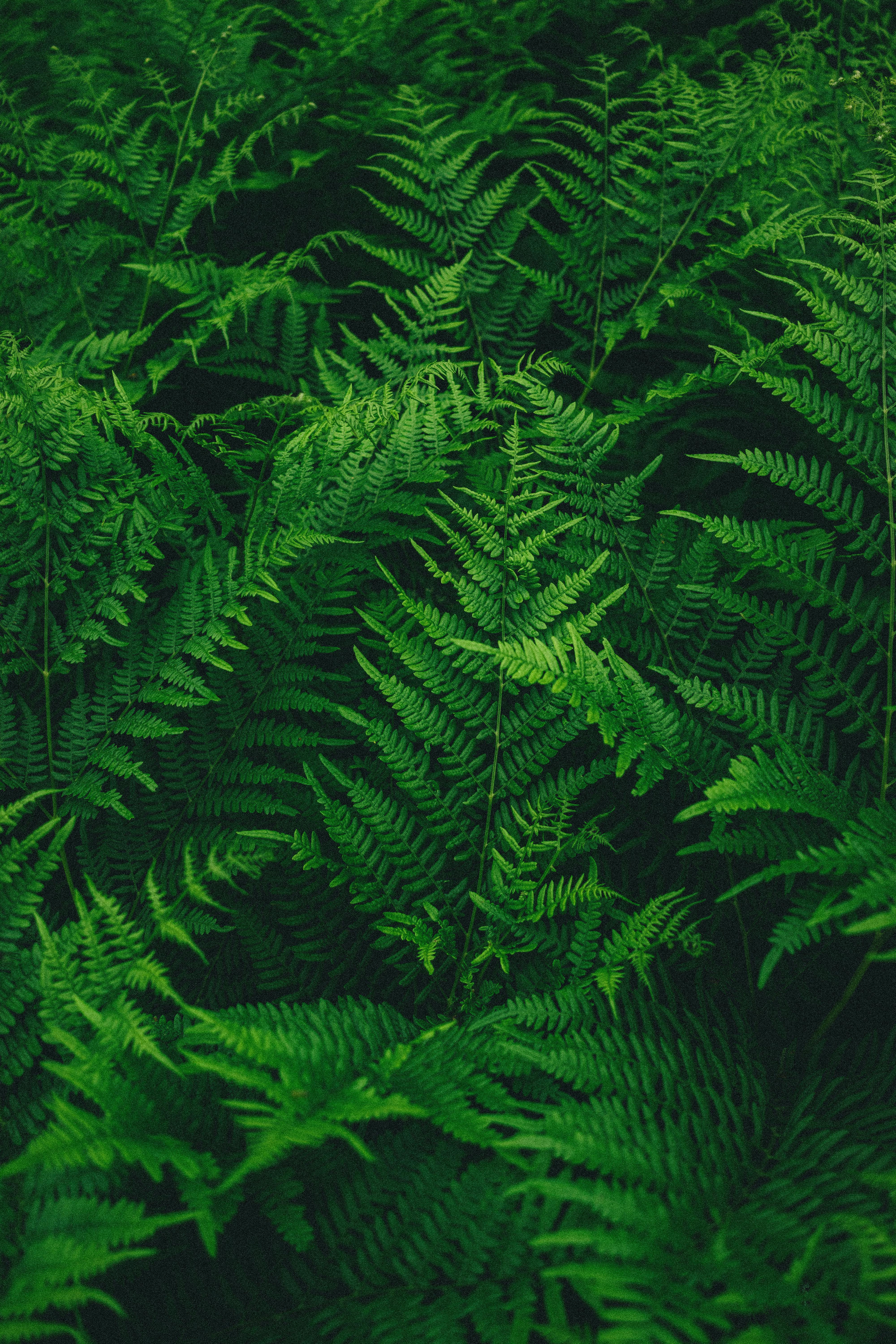 Green Gass Photos, Download The BEST Free Green Gass Stock Photos & HD ...