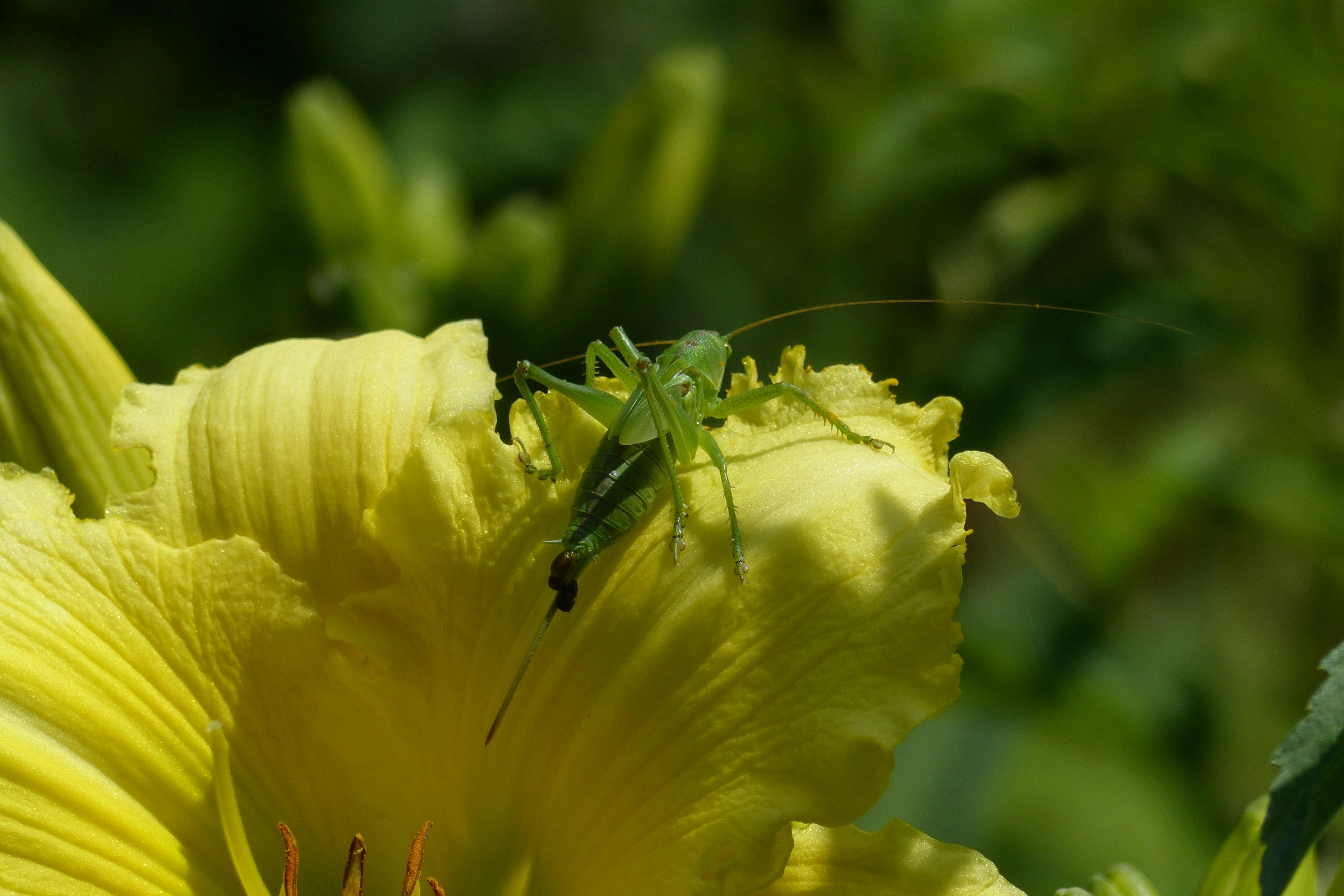 Insectes Forestiers Photos, Download The BEST Free Insectes Forestiers ...