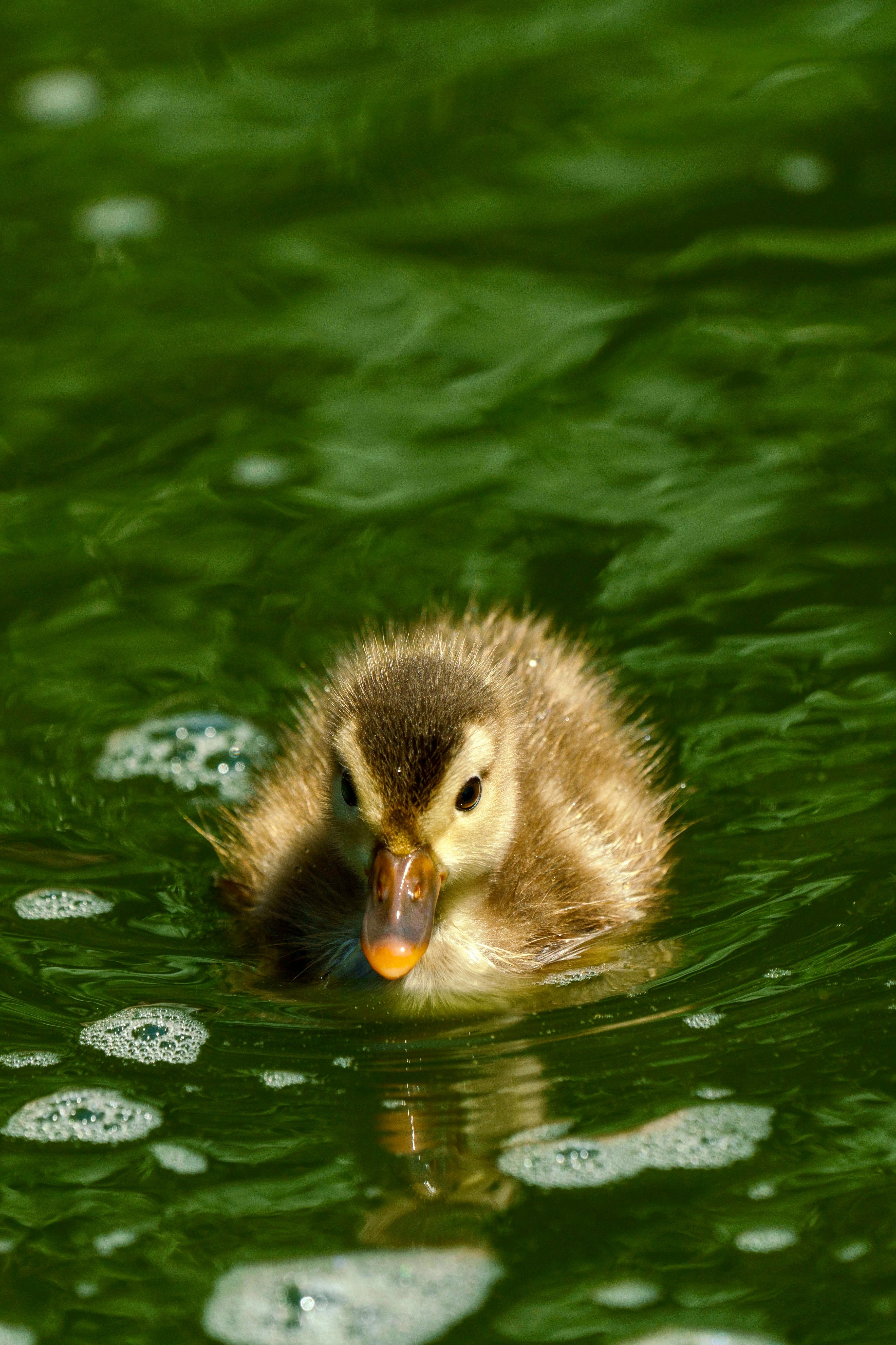 Duckling in Lake · Free Stock Photo