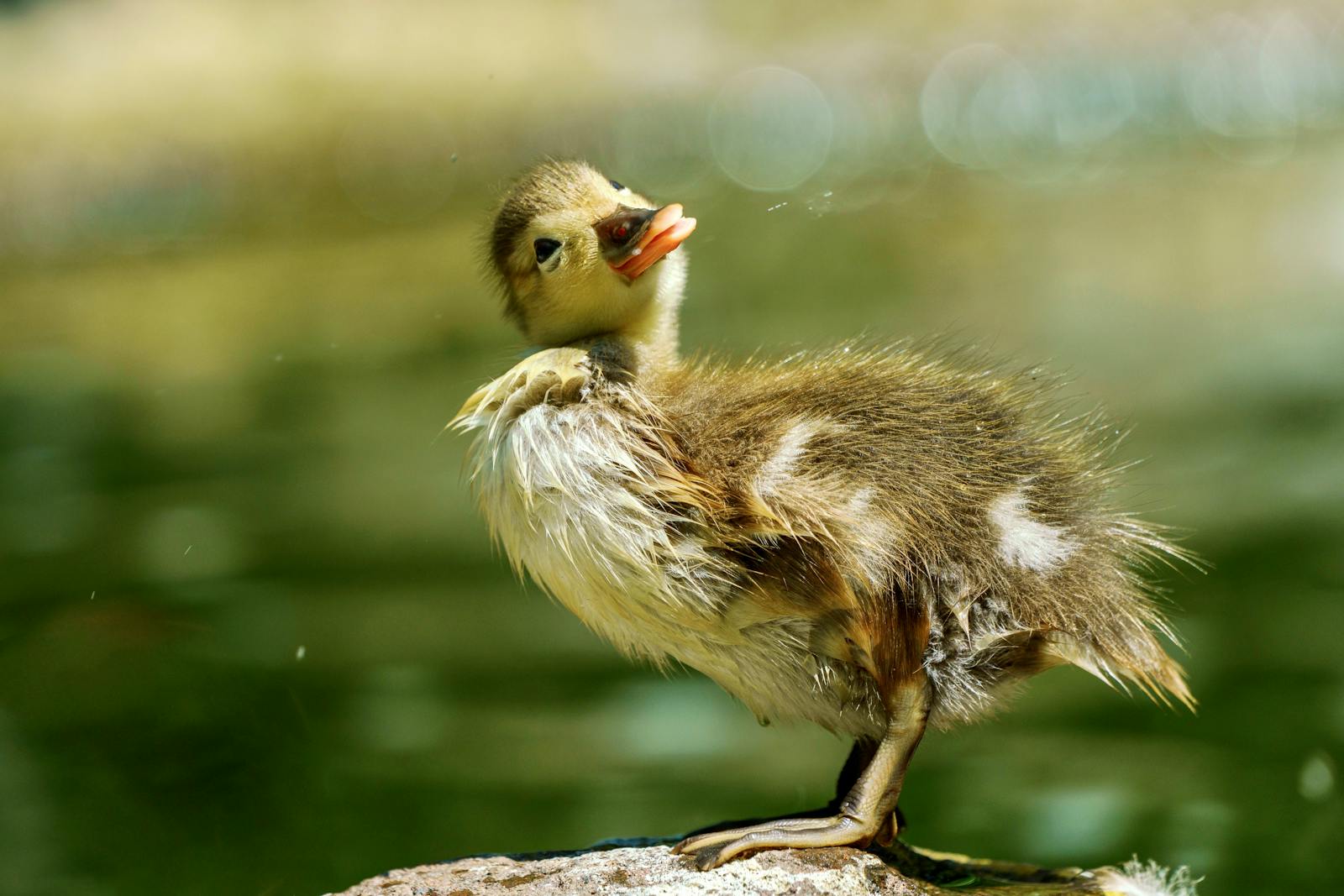 Spinning Duck Photos, Download The BEST Free Spinning Duck Stock Photos ...