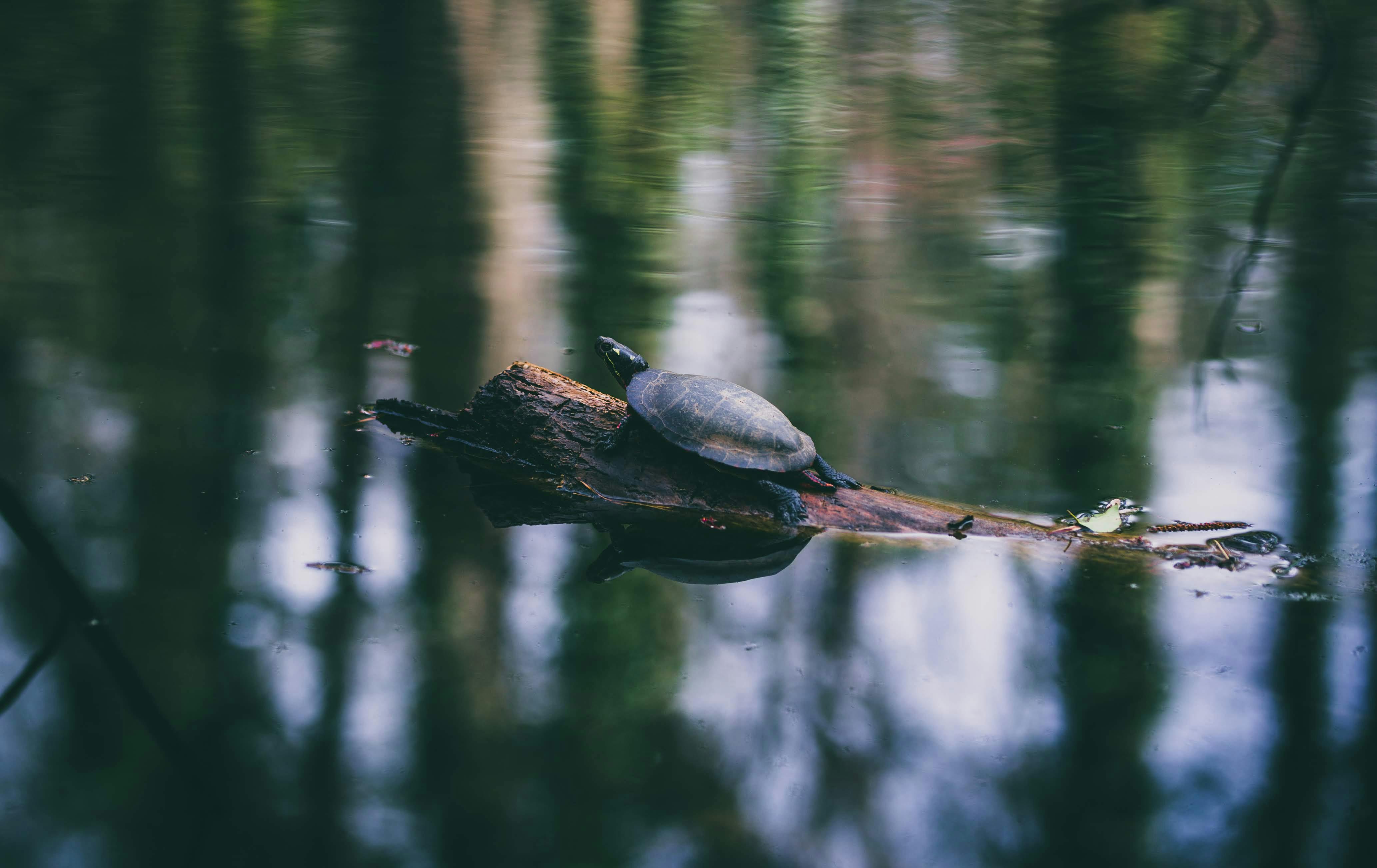 Brown Turtle on Wood Trunk · Free Stock Photo