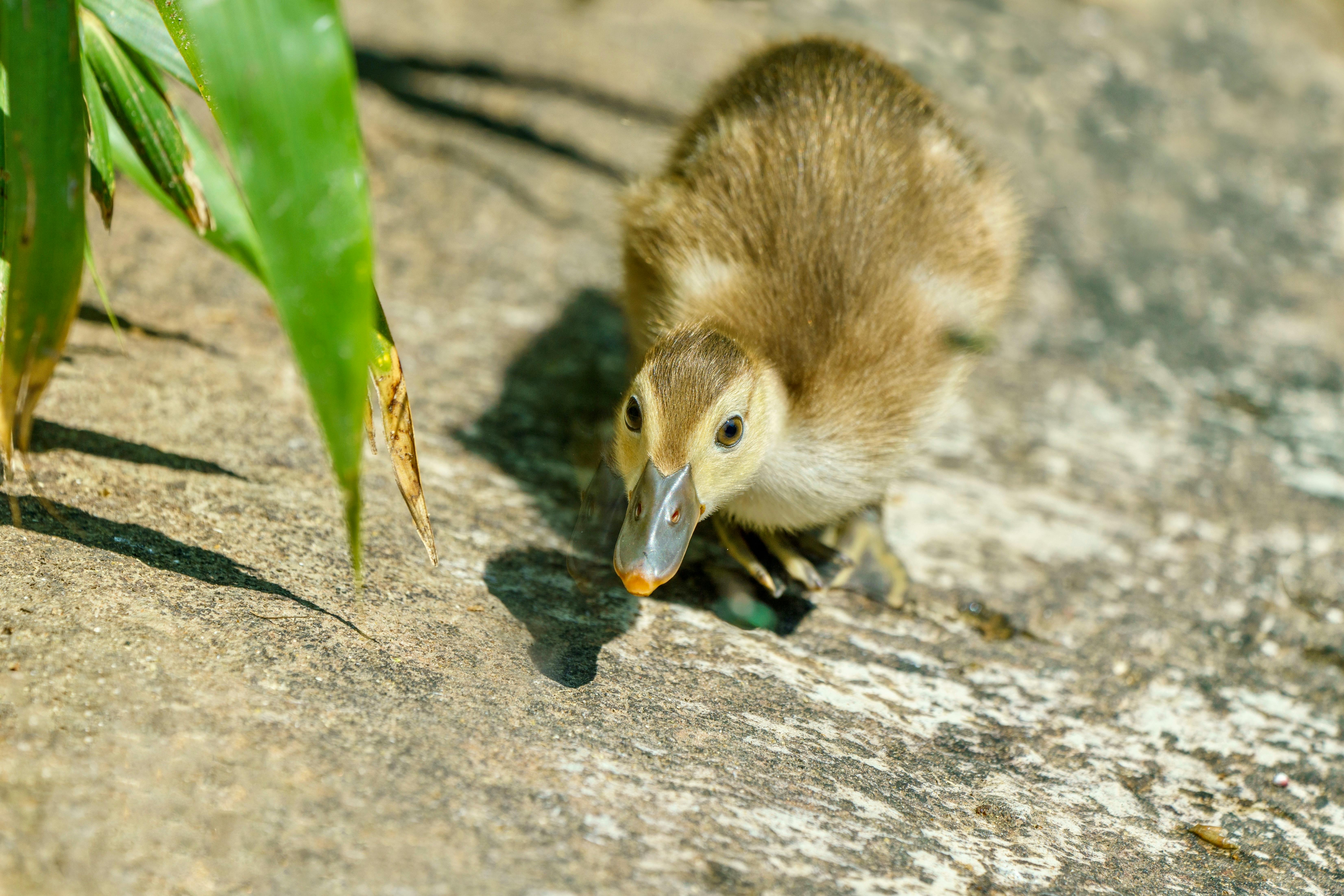 Close-up of a Duckling on the Rock · Free Stock Photo