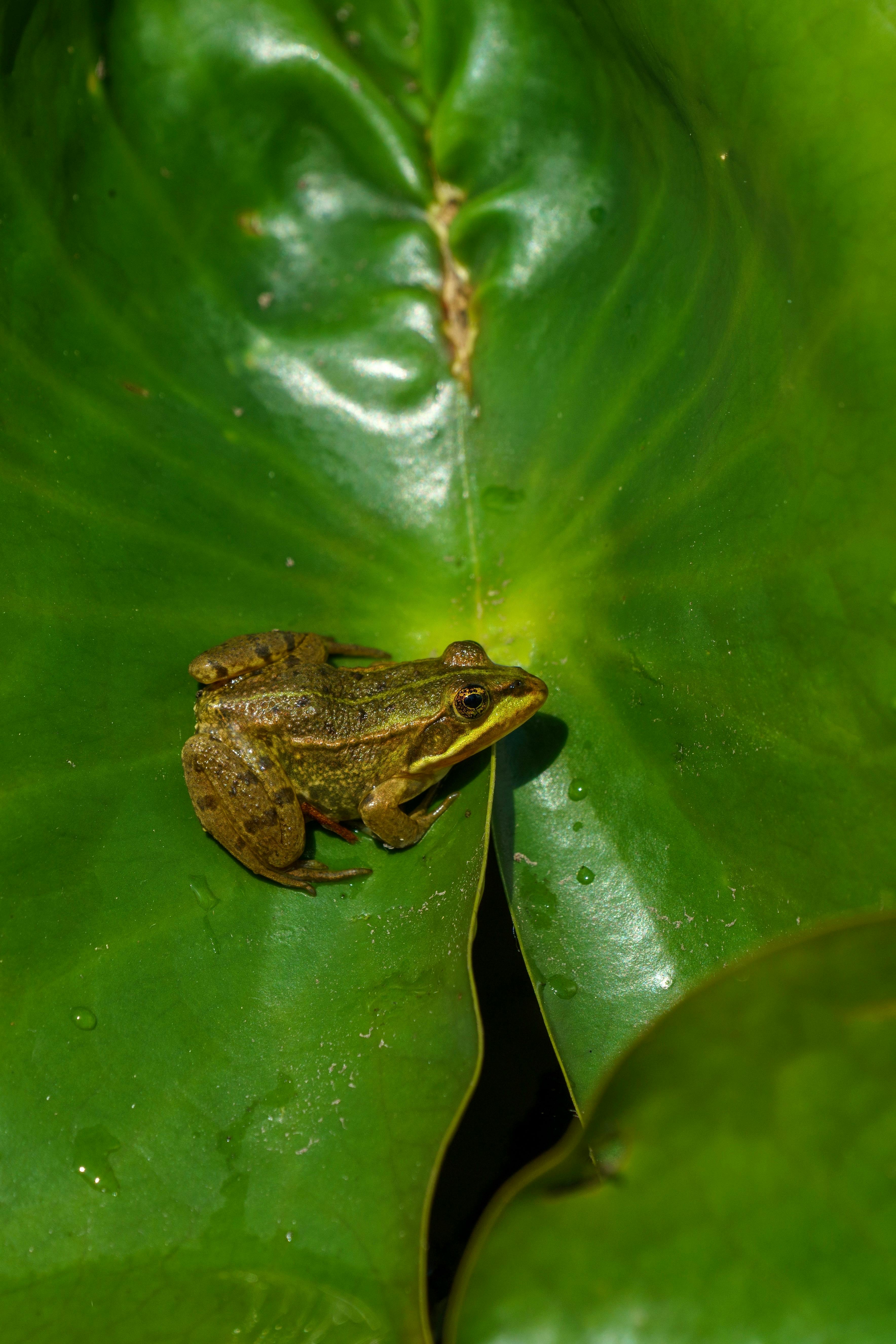 Frog on Fleshy Leaf · Free Stock Photo
