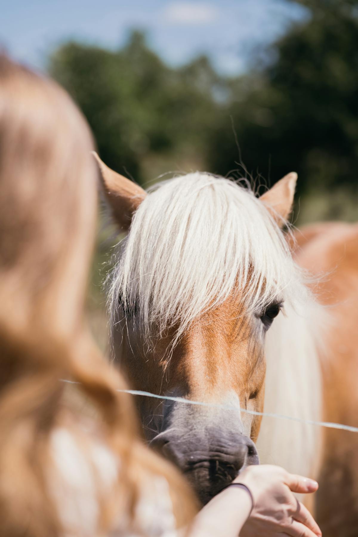 Pony Photos Photos, Download The BEST Free Pony Photos Stock Photos ...