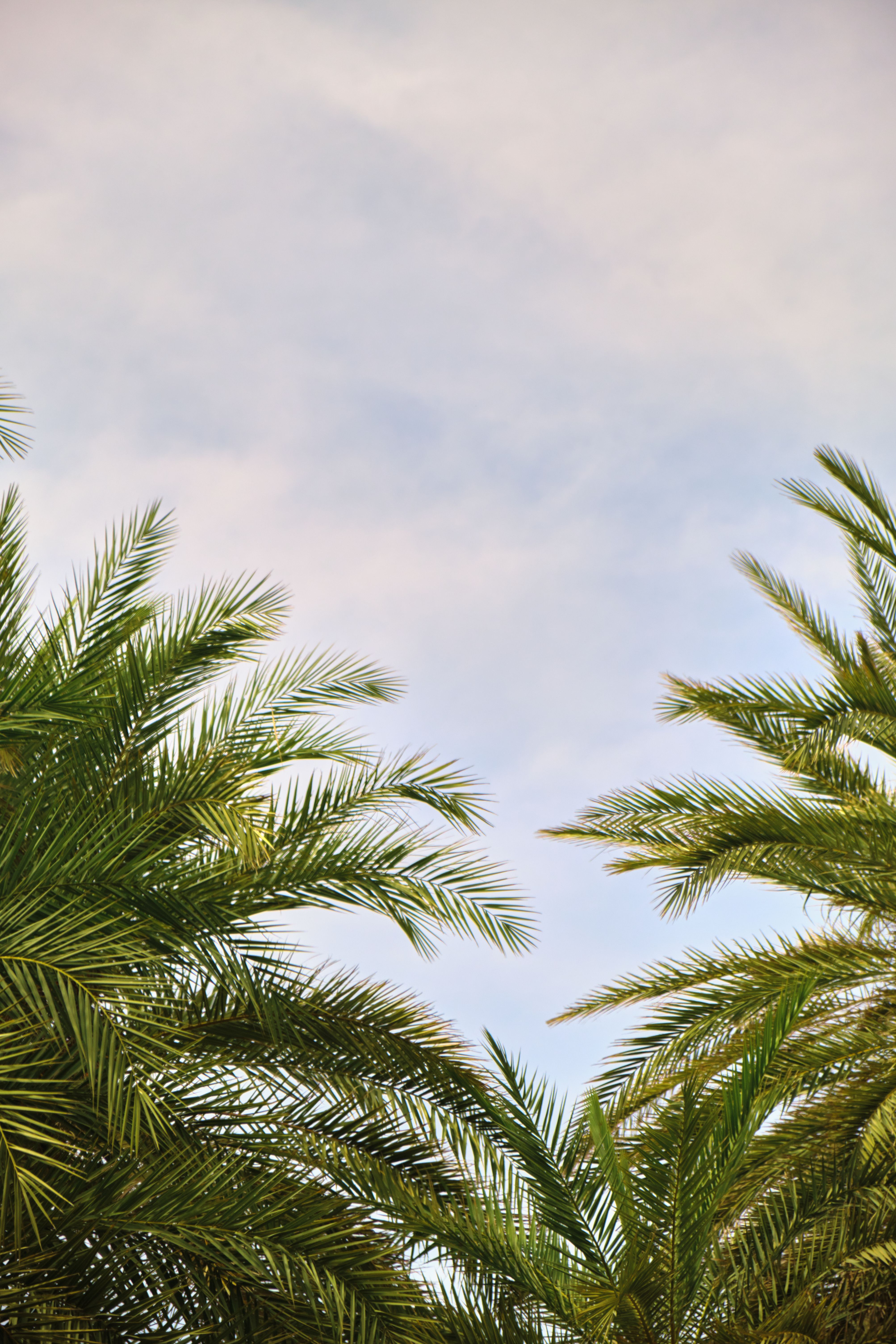 Δωρεάν στοκ φωτογραφιών με arecaceae, ανάπτυξη, άνοιξη, αργία, βλάστηση ...