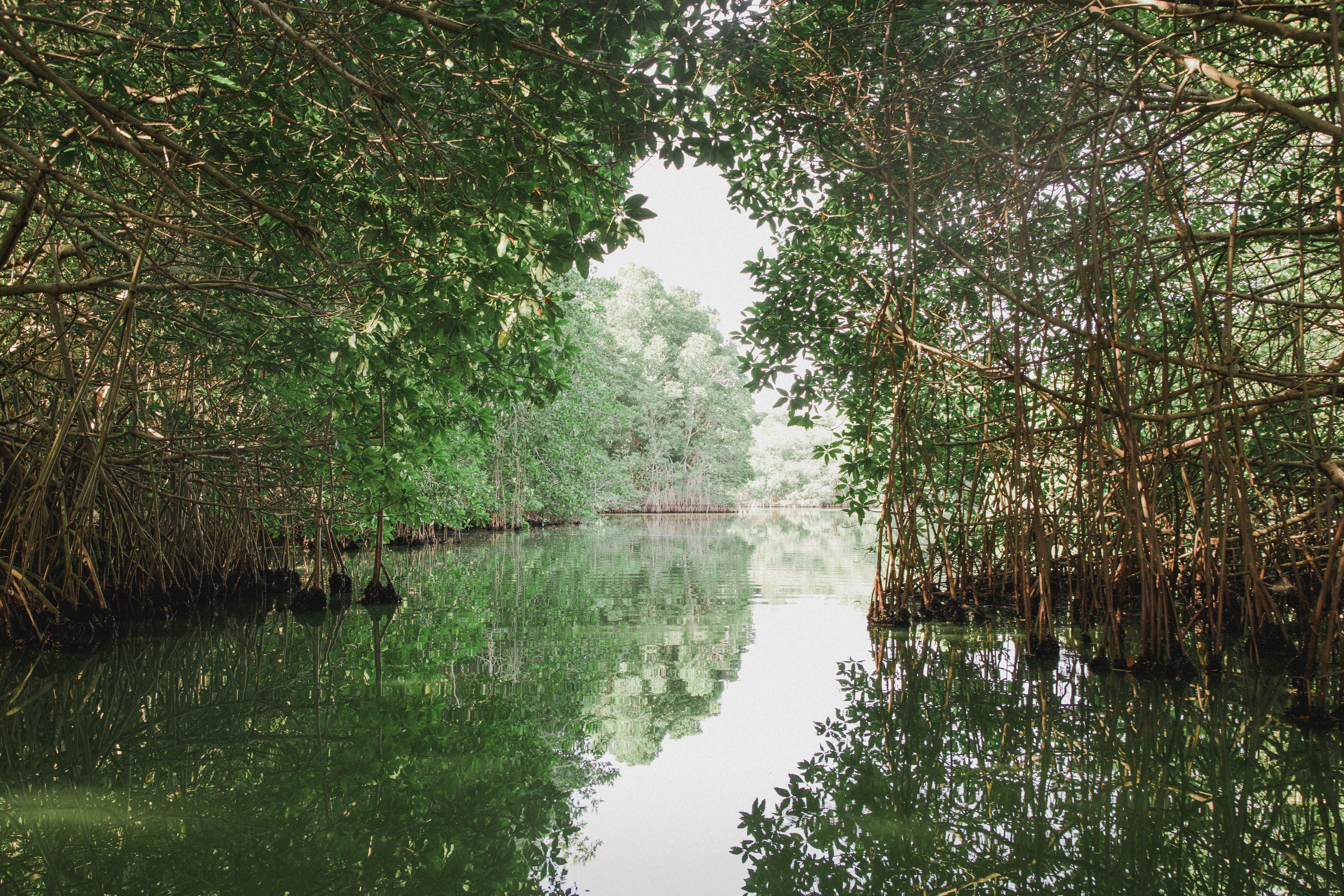 River on Marsh · Free Stock Photo