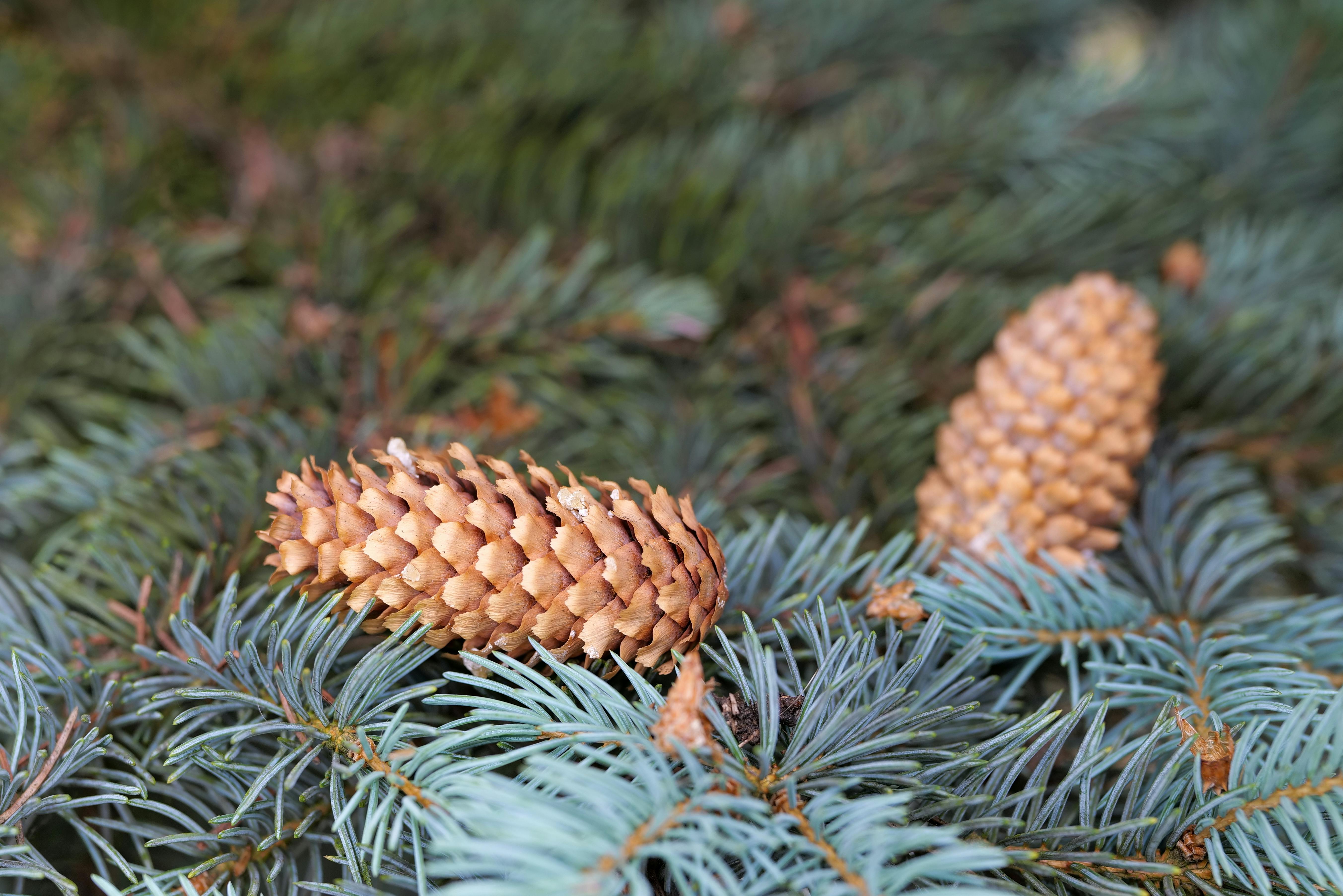 Cone on Conifer Branches · Free Stock Photo
