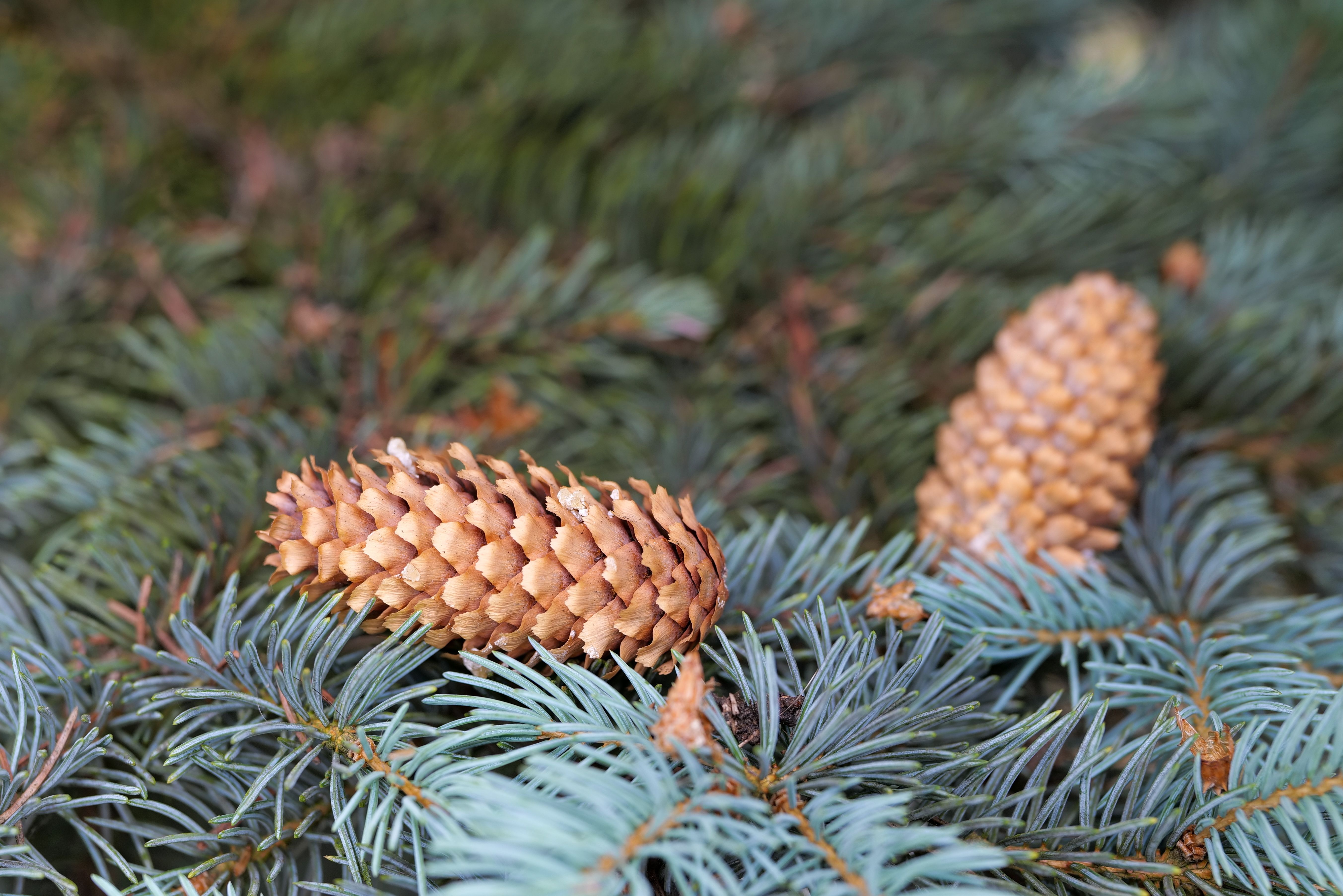 Conifer Twig, cones and Bark · Free Stock Photo