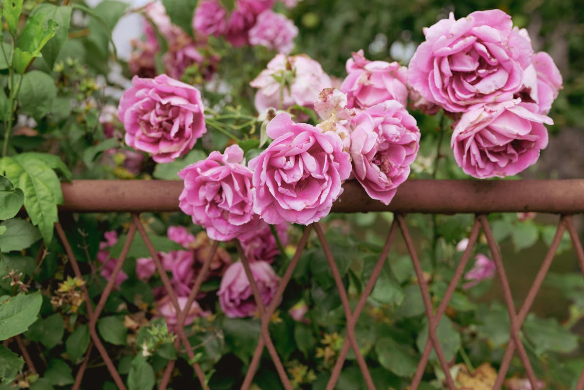 Flowering Roses Photos, Download The BEST Free Flowering Roses Stock ...