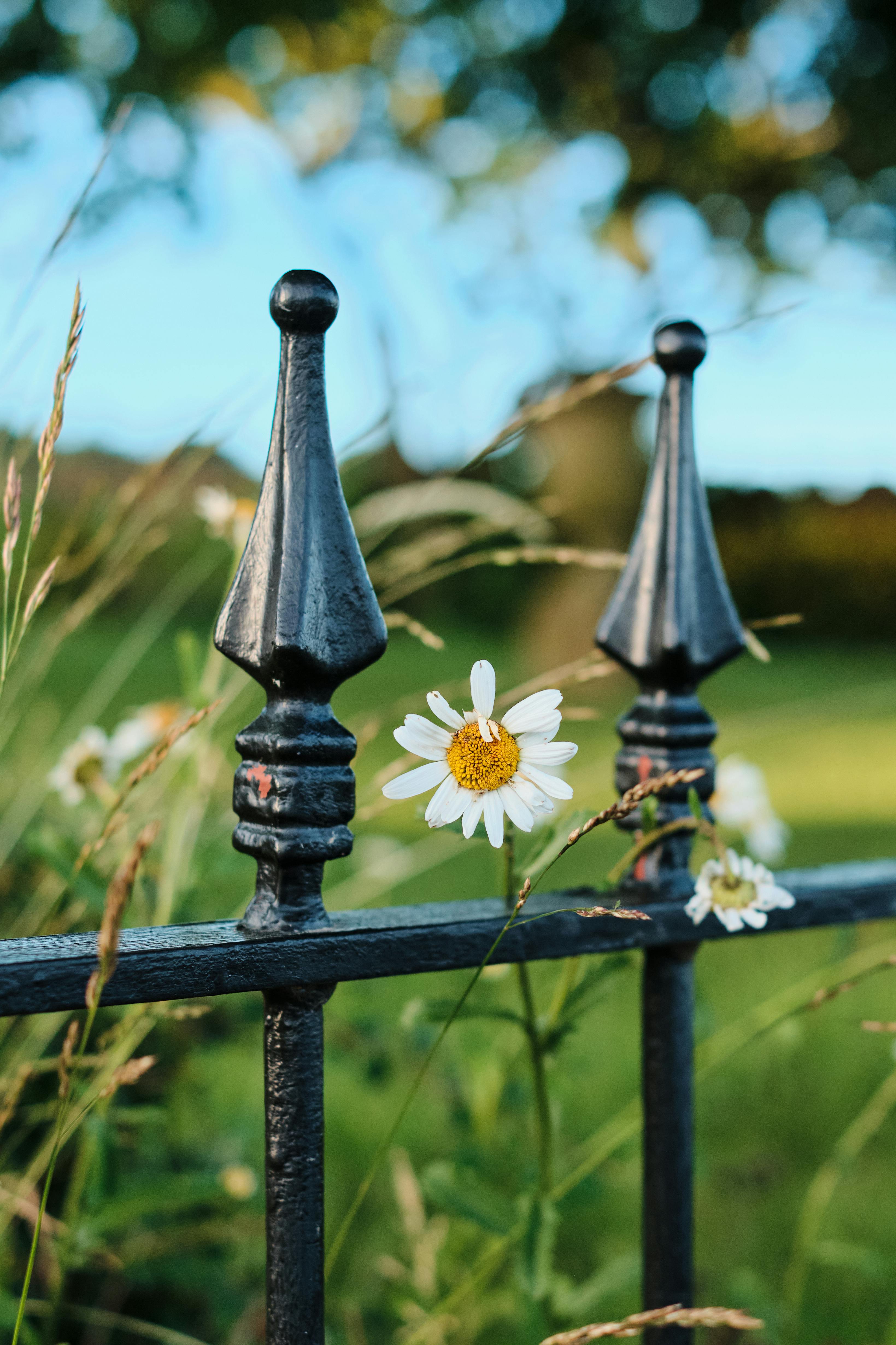 White Daisy between Fence Bars · Free Stock Photo