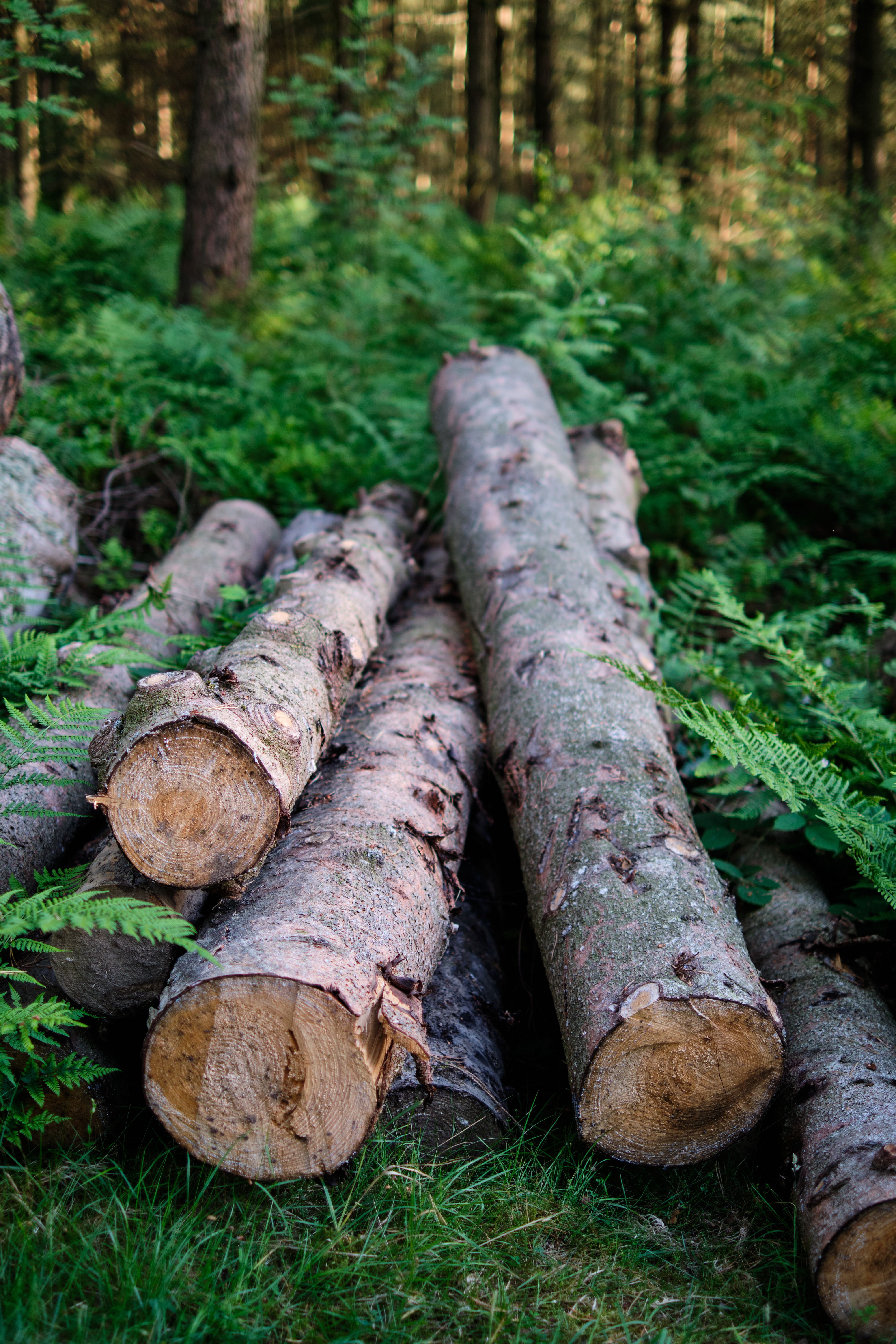 Wooden Logs in Forest · Free Stock Photo
