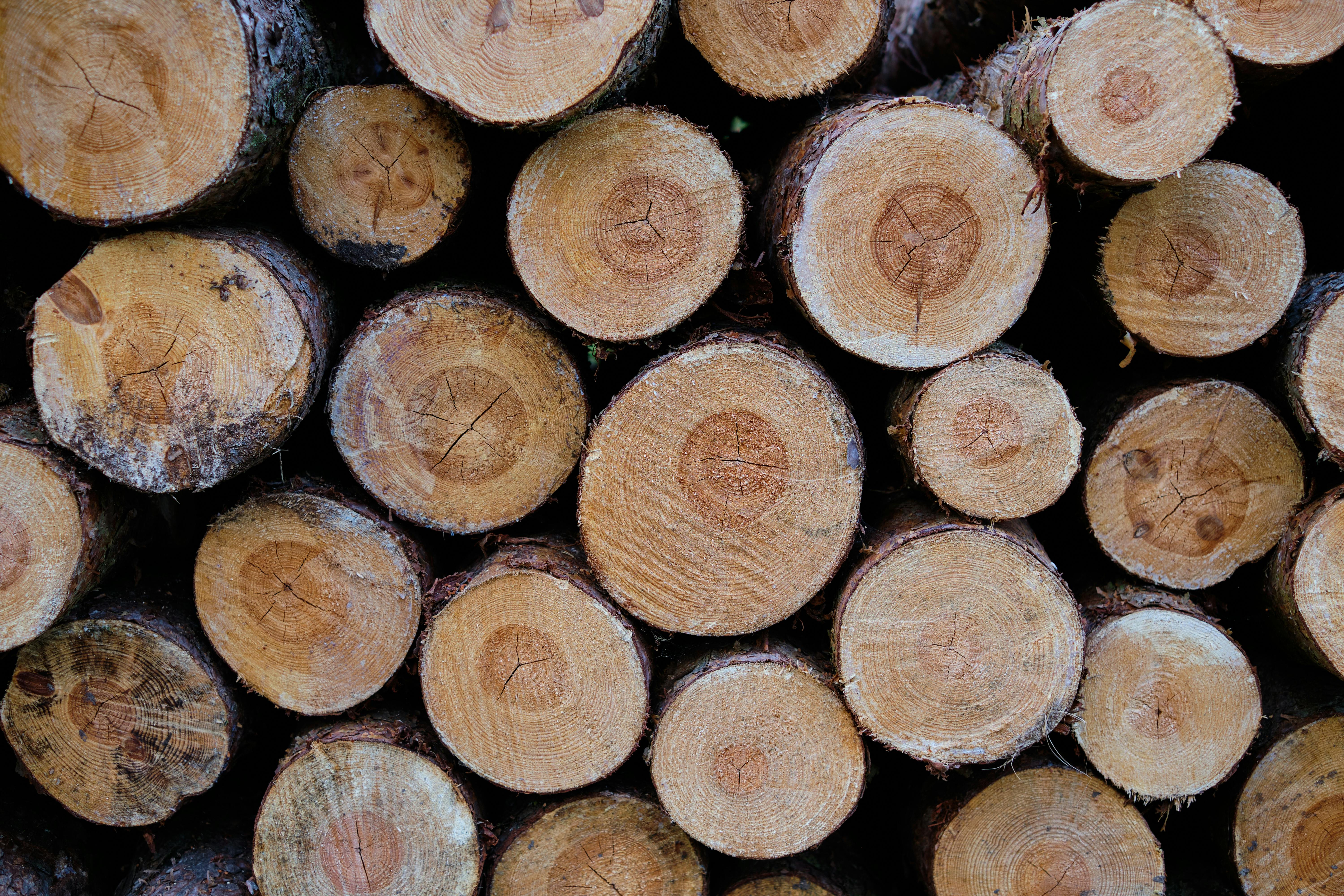 Wooden logs prepared for production of lumber · Free Stock Photo