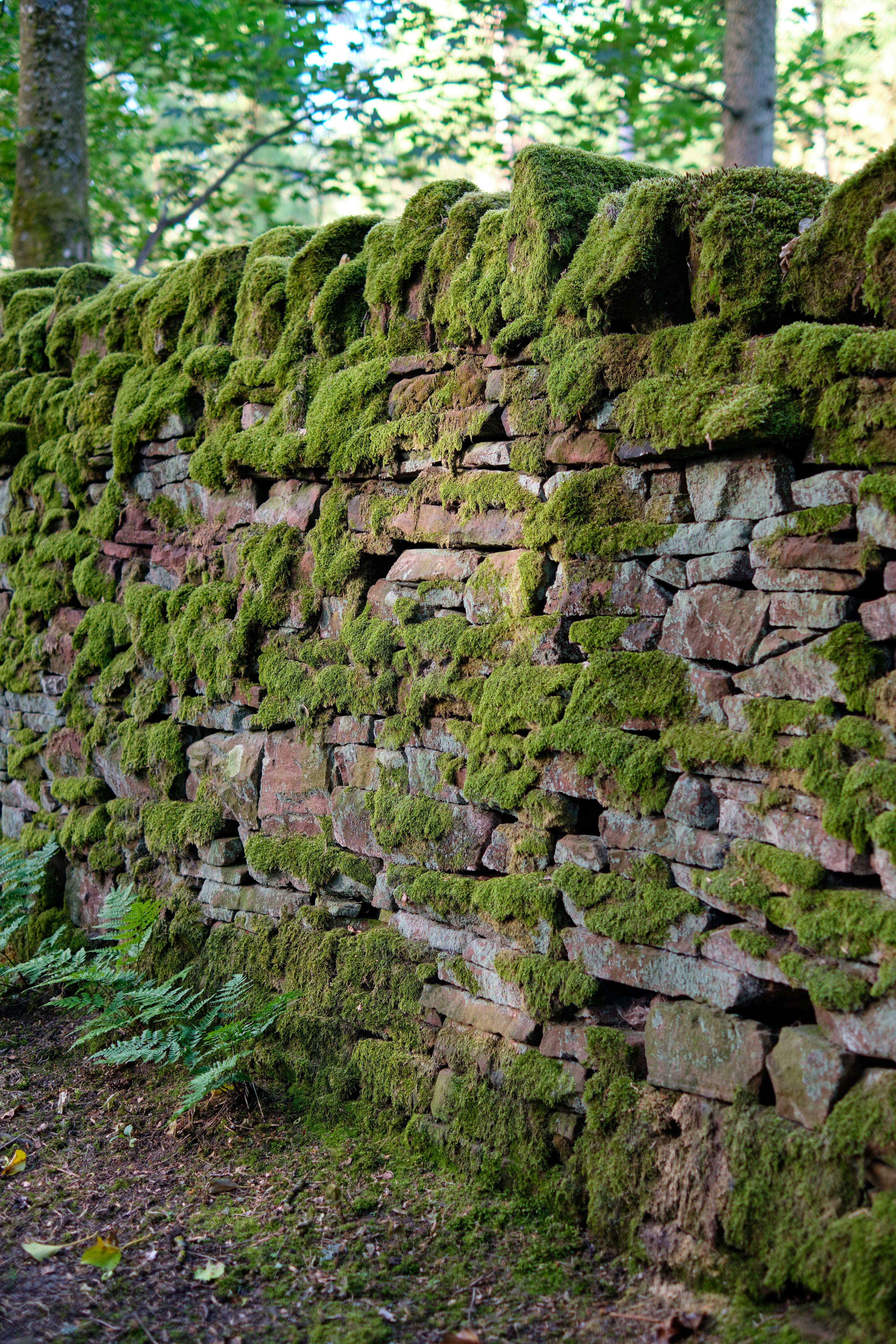 Moss on Stone Wall · Free Stock Photo