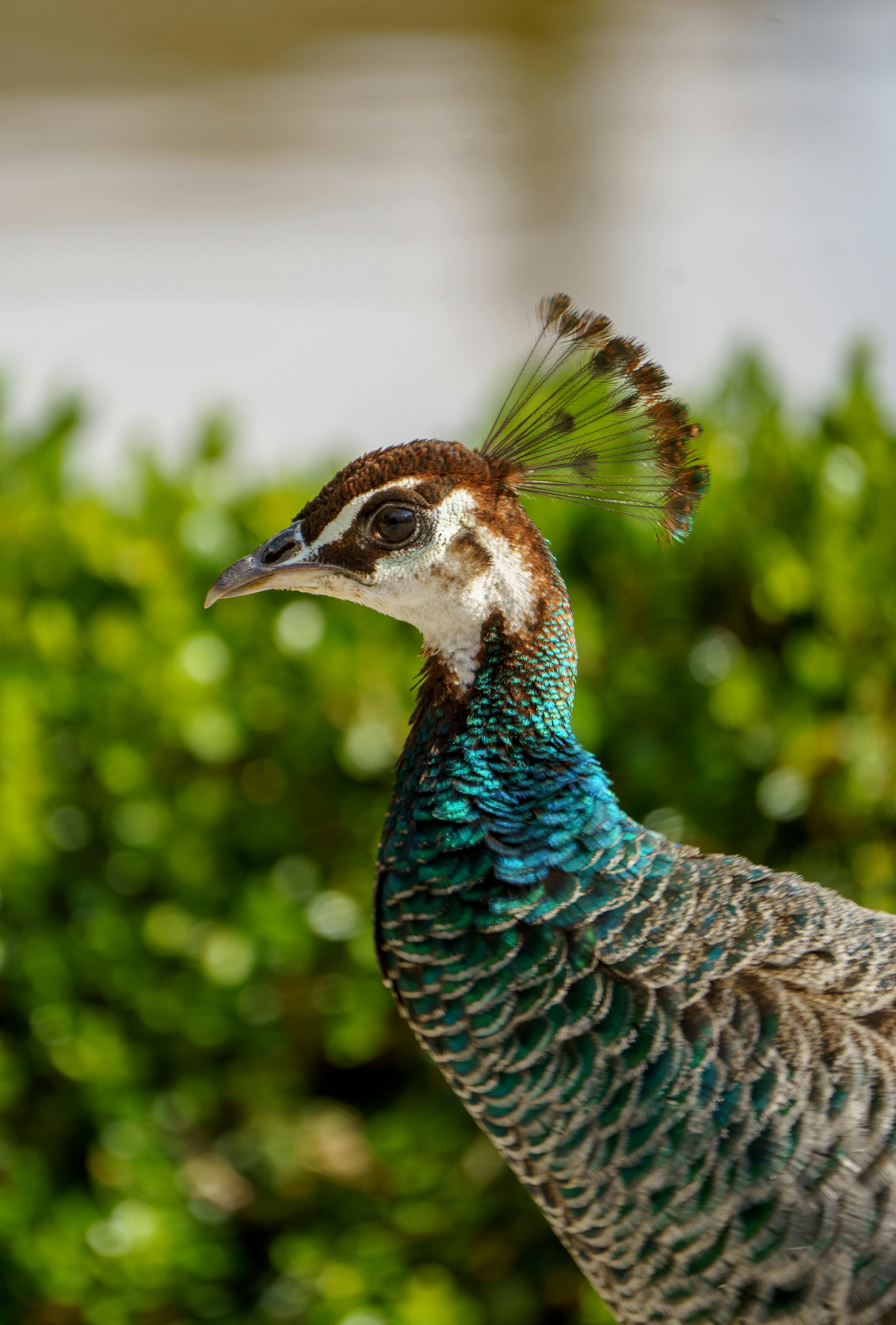 Portrait of a Chukar Standing Outdoors · Free Stock Photo