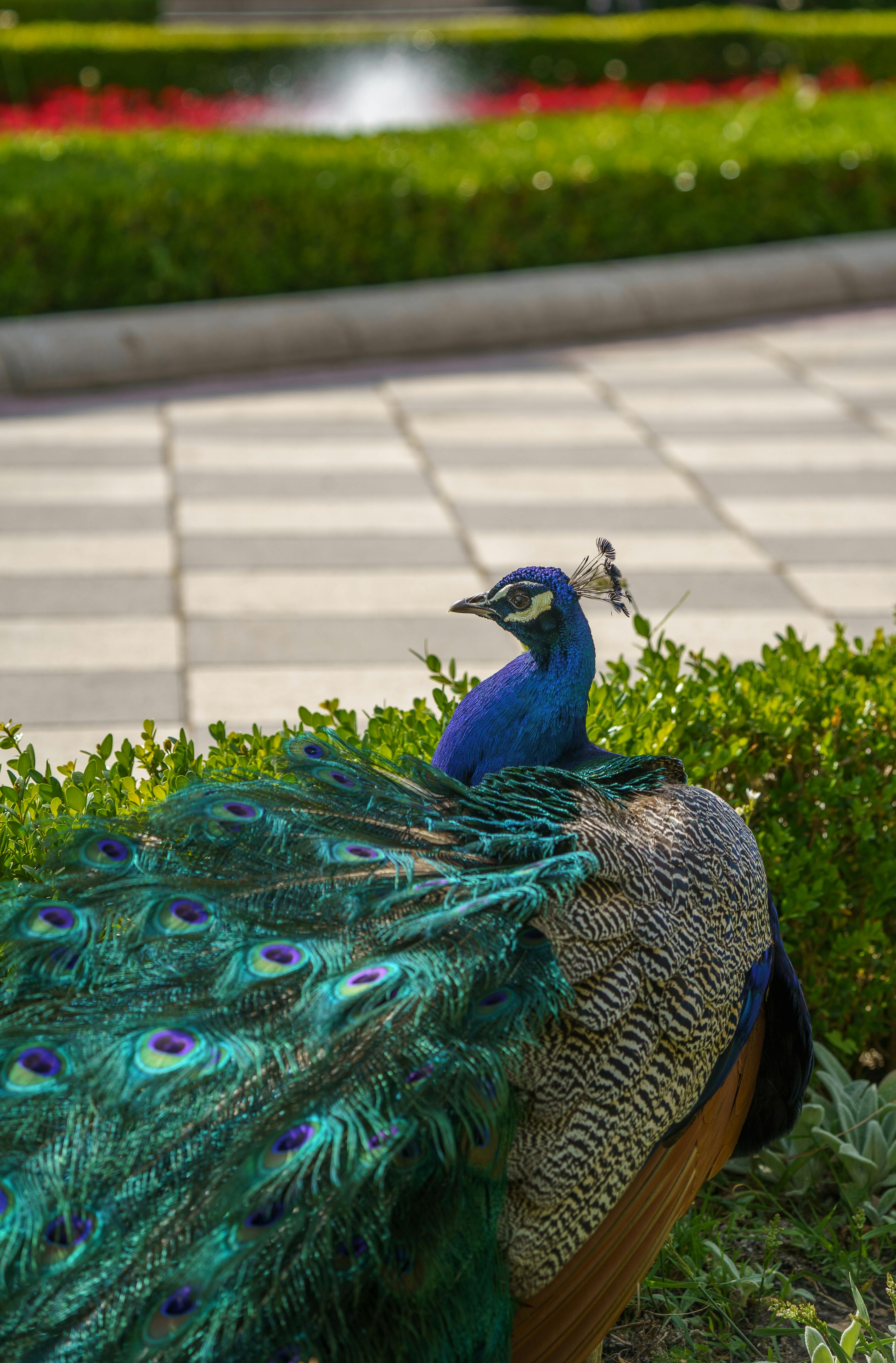 Backs Wallpapers Photos, Download The BEST Free Backs Wallpapers Stock ...