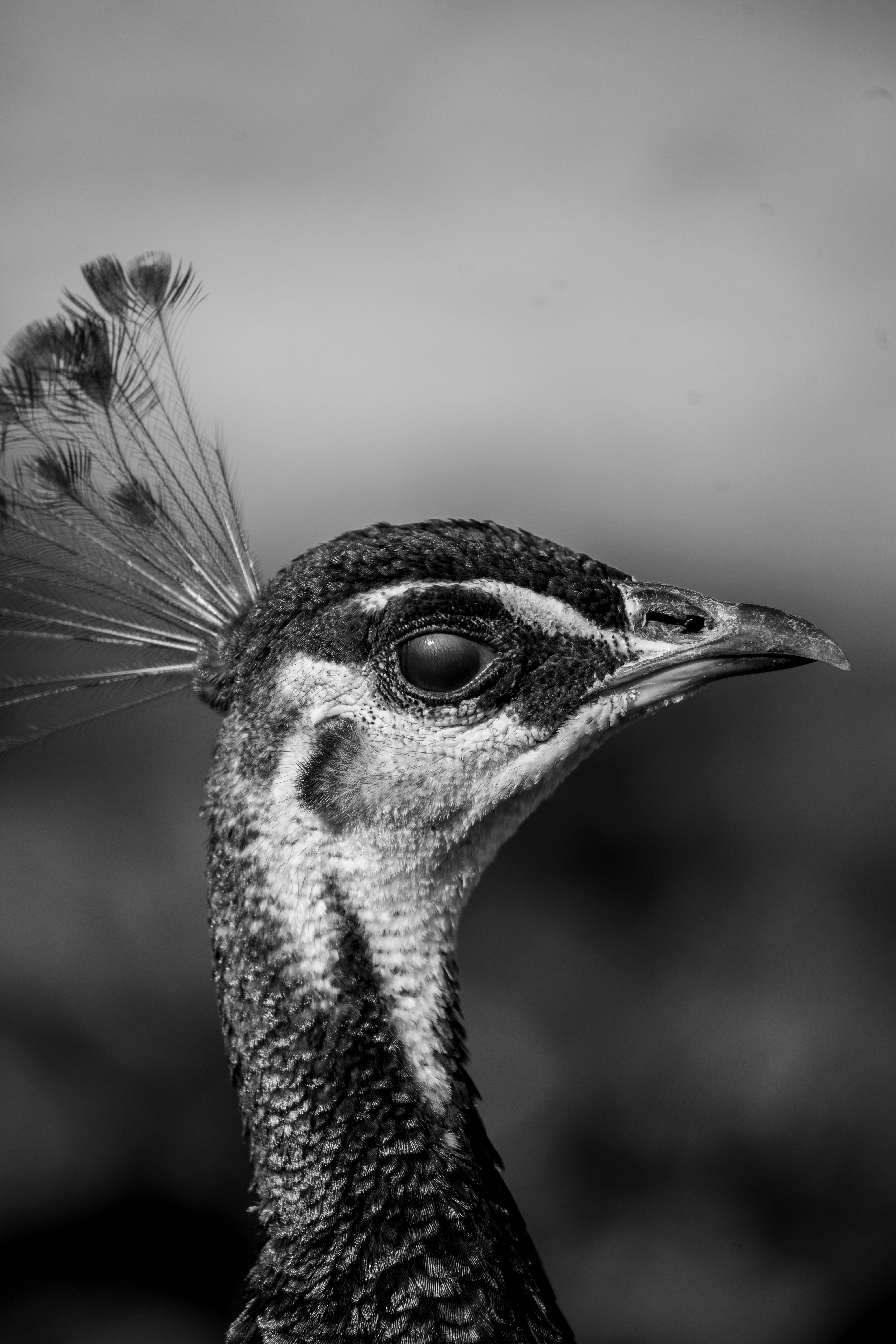 Peacock Black And White Photography