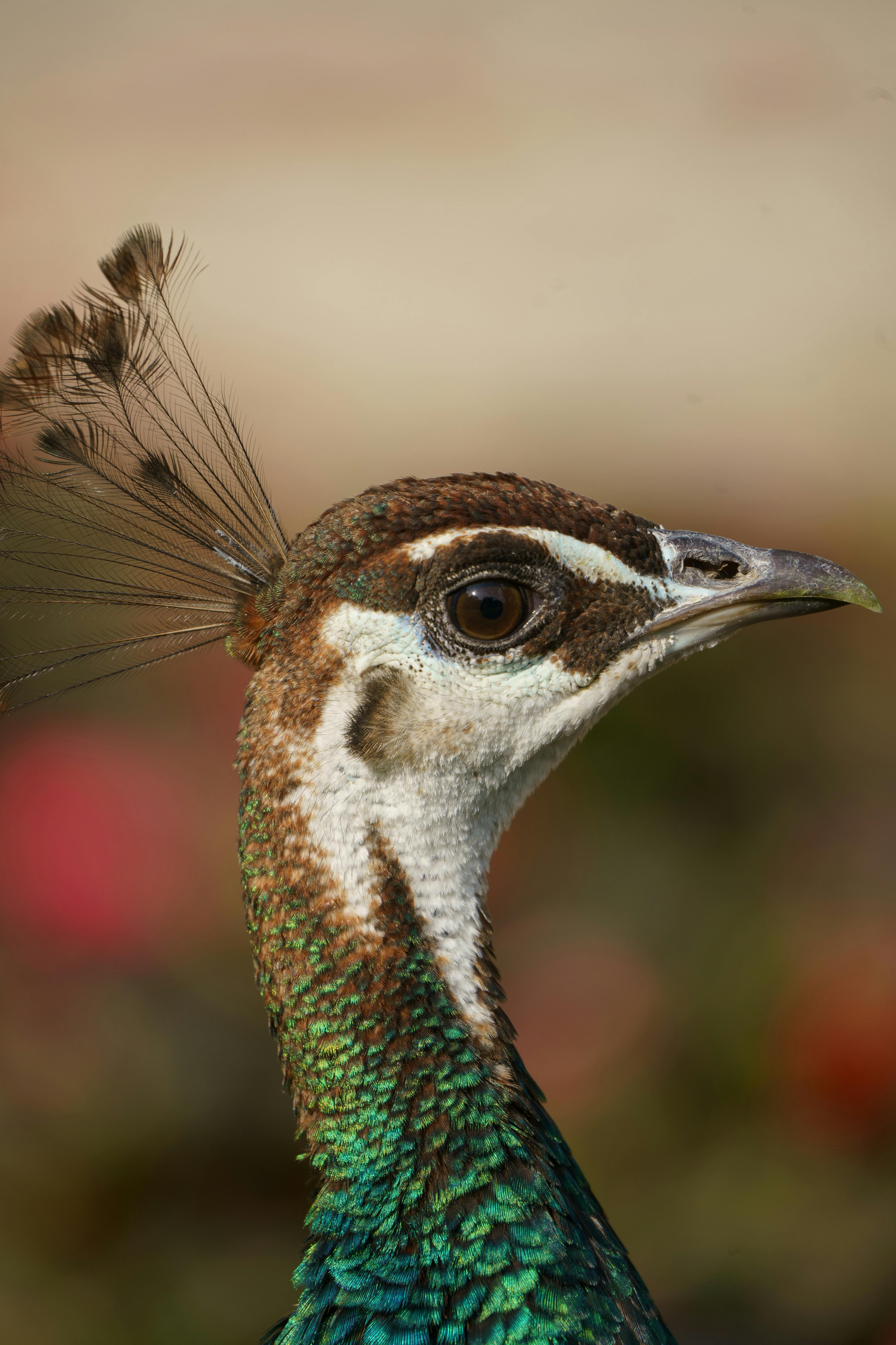 Close-up Photo of a Peacocks Head · Free Stock Photo