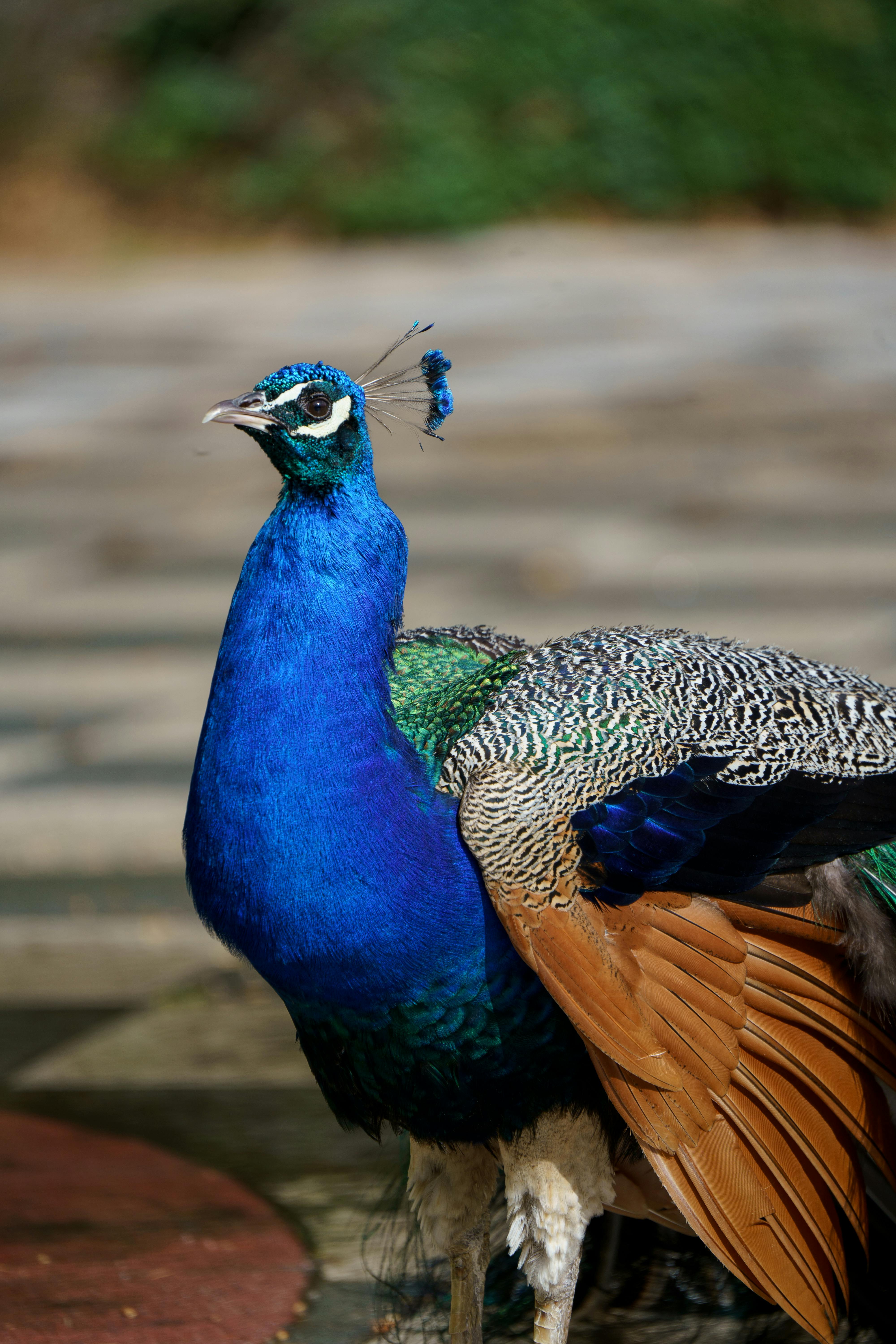 Blue Bird Photos, Download The BEST Free Blue Bird Stock Photos & HD Images