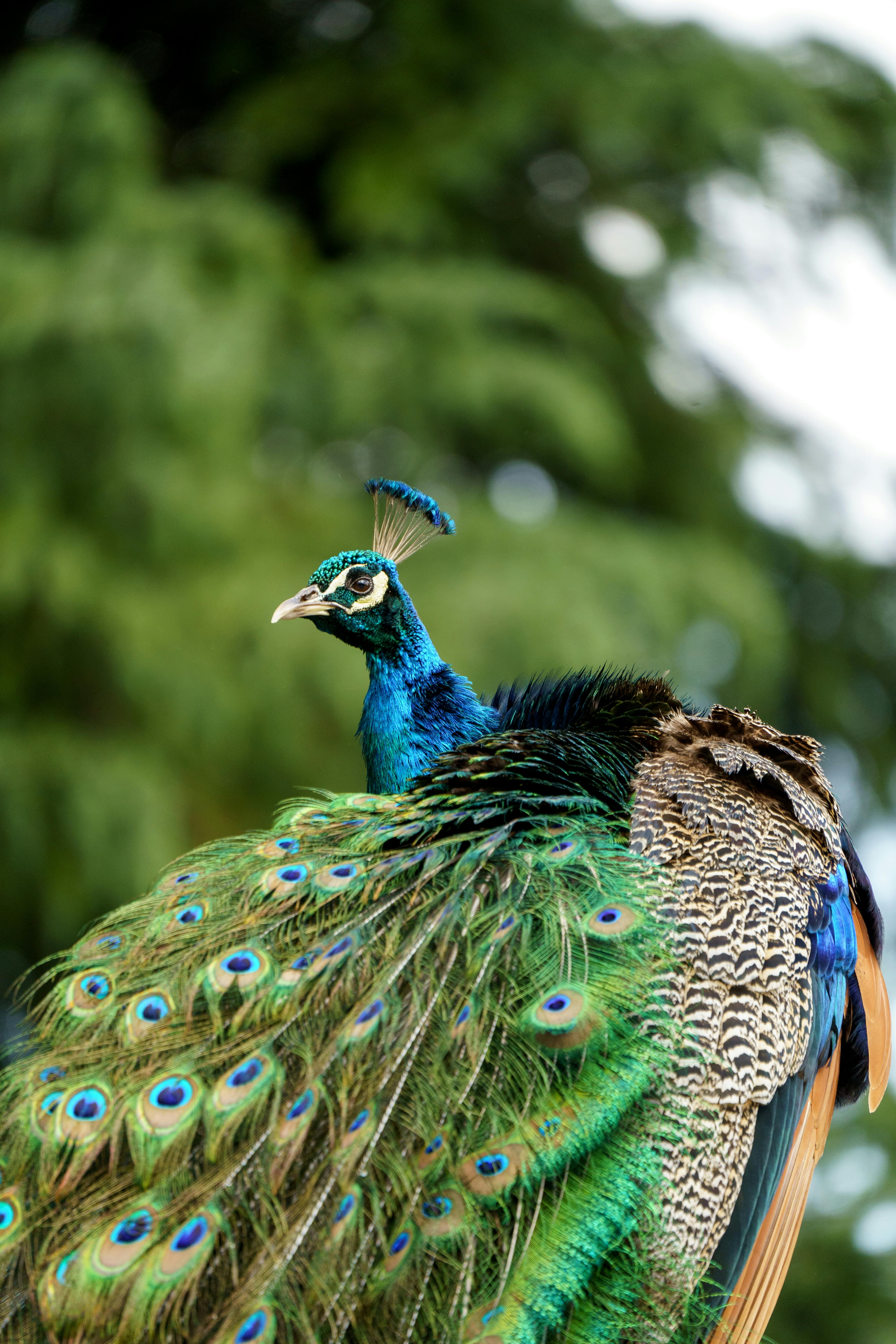Peacock Back Photos, Download The BEST Free Peacock Back Stock Photos ...