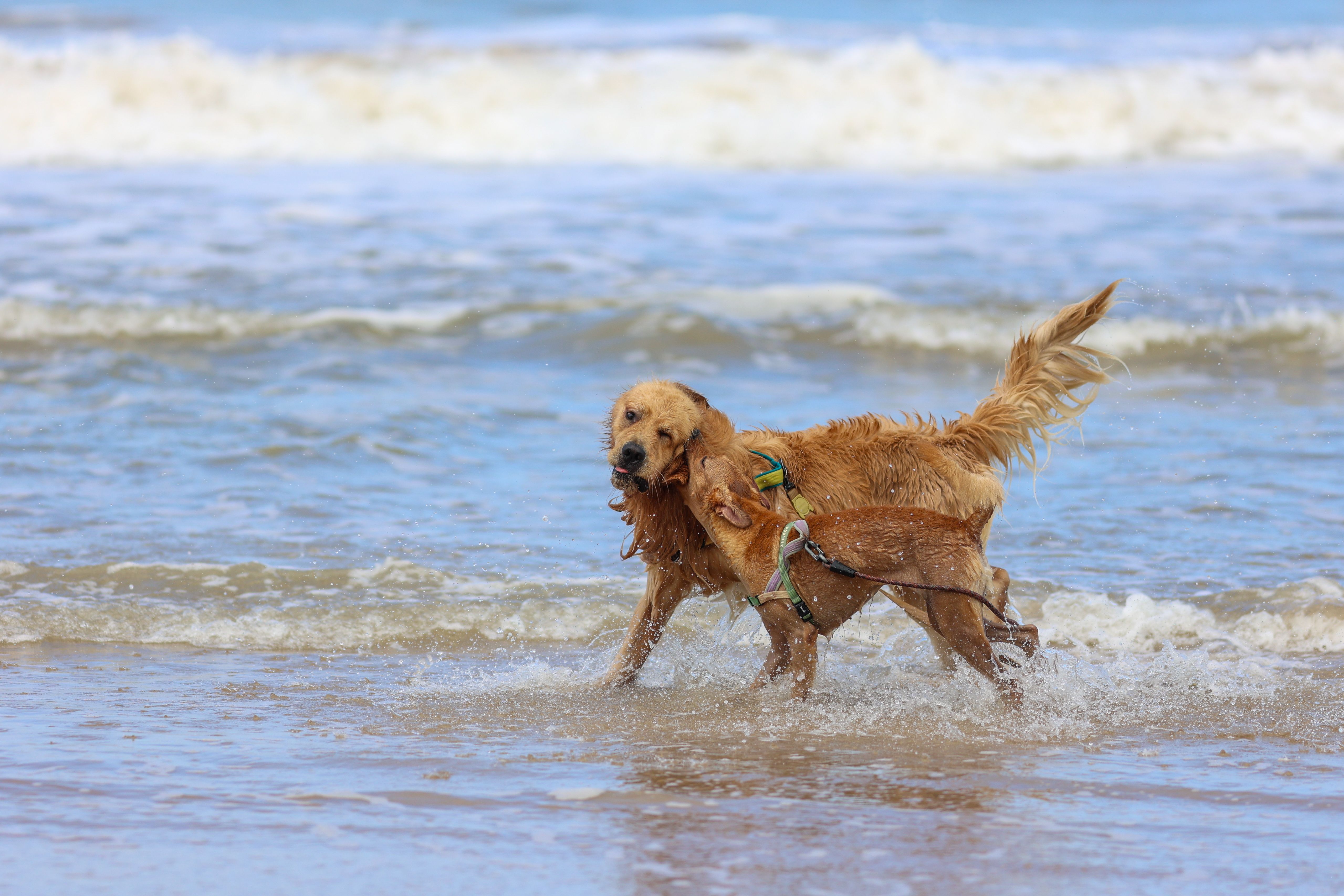 Scampers Photos, Download The BEST Free Scampers Stock Photos & HD Images