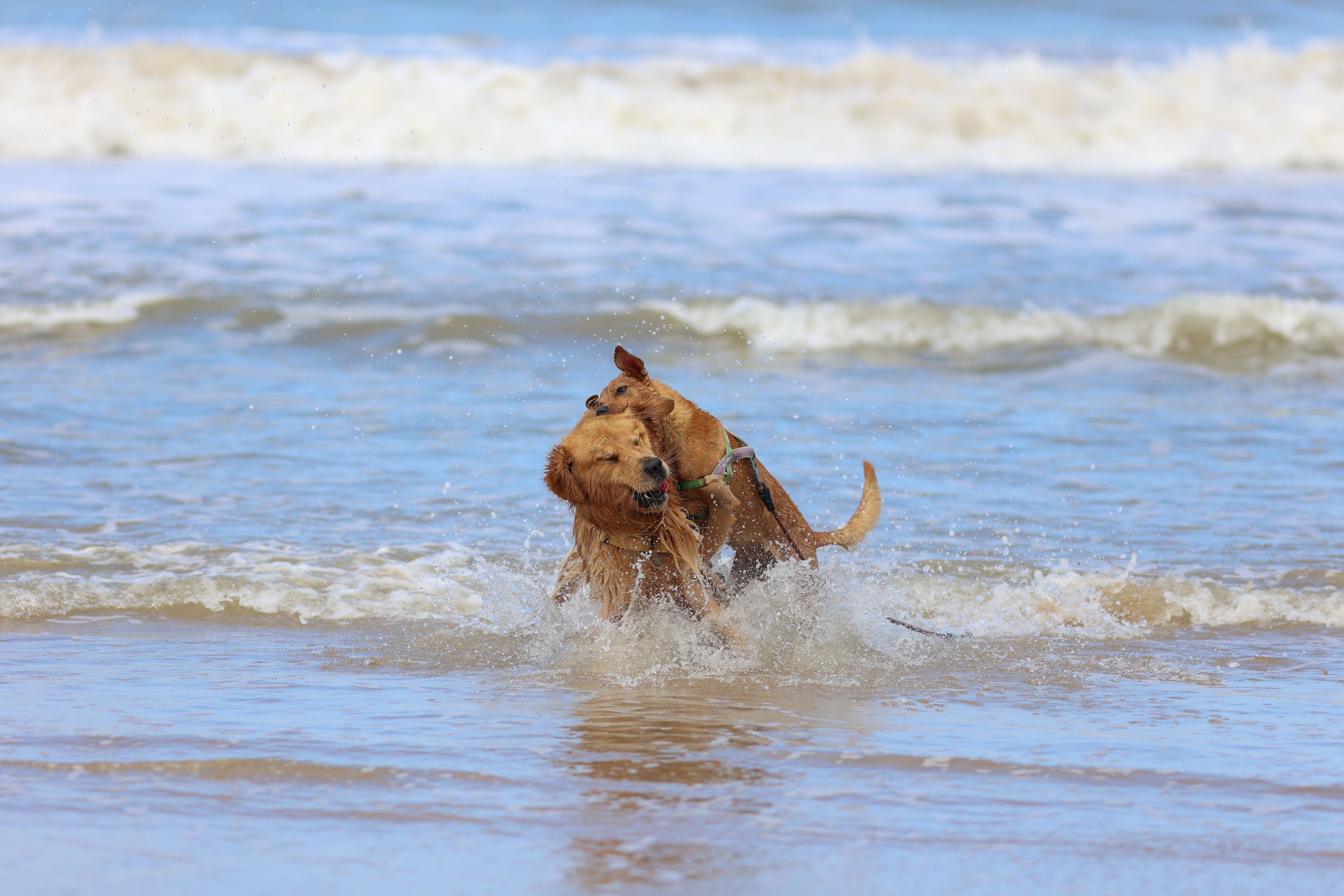 Three Dogs Wallpaper Photos, Download The BEST Free Three Dogs ...
