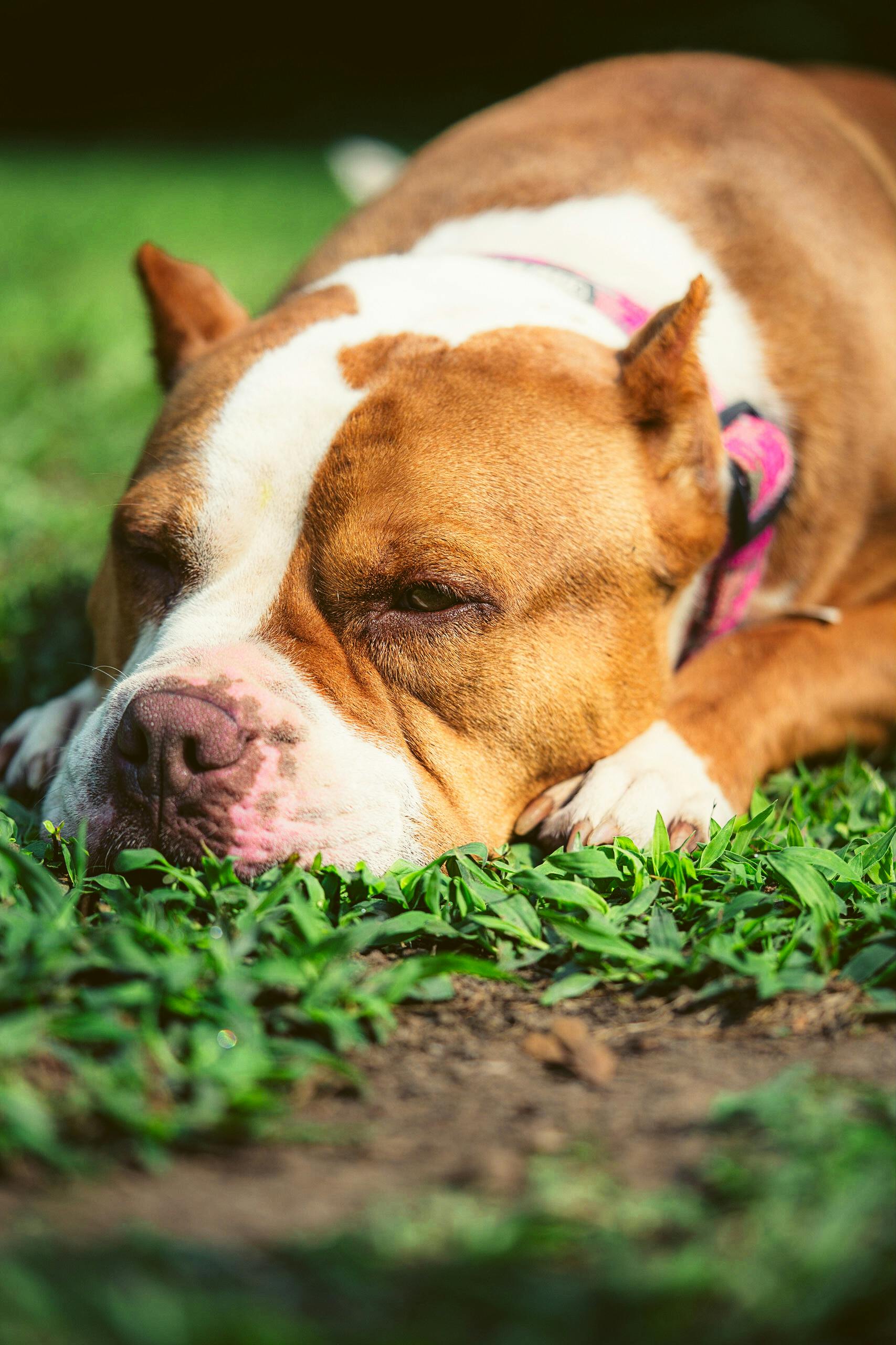 Dog Walpaper Photos, Download The BEST Free Dog Walpaper Stock Photos ...