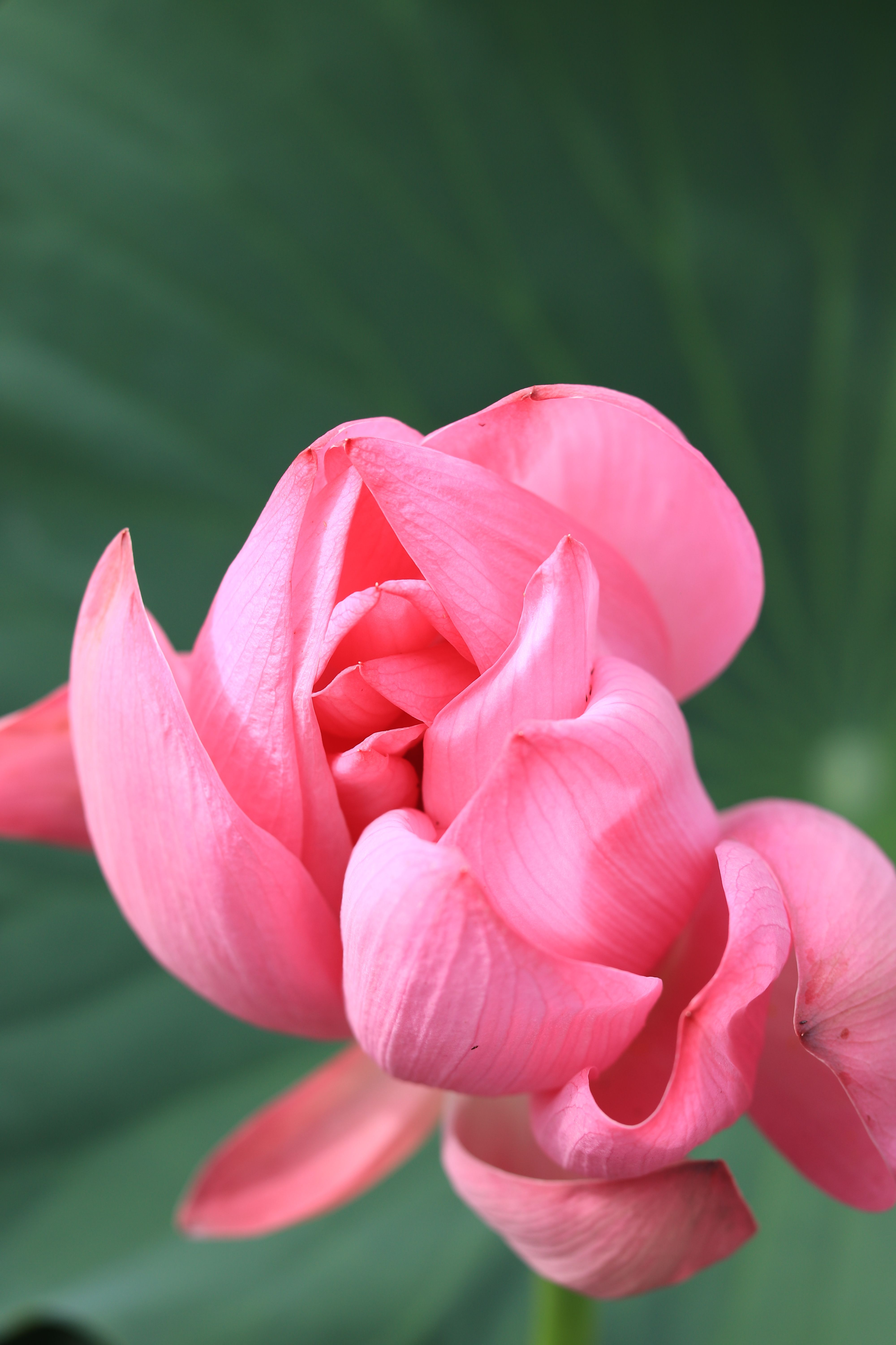 Close up of Lotus Flowers · Free Stock Photo