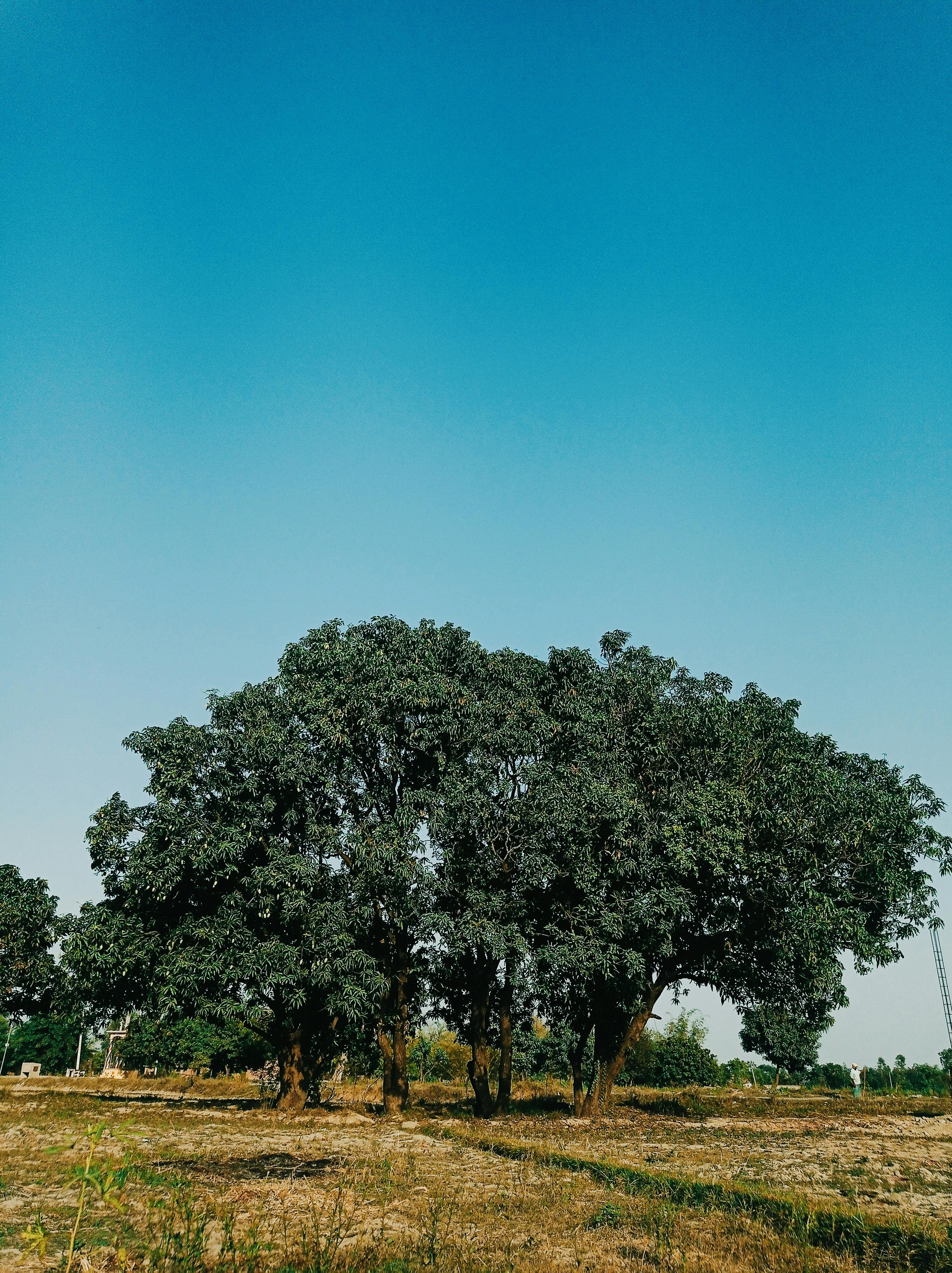 Oak Trees Roots Photos, Download The BEST Free Oak Trees Roots Stock ...