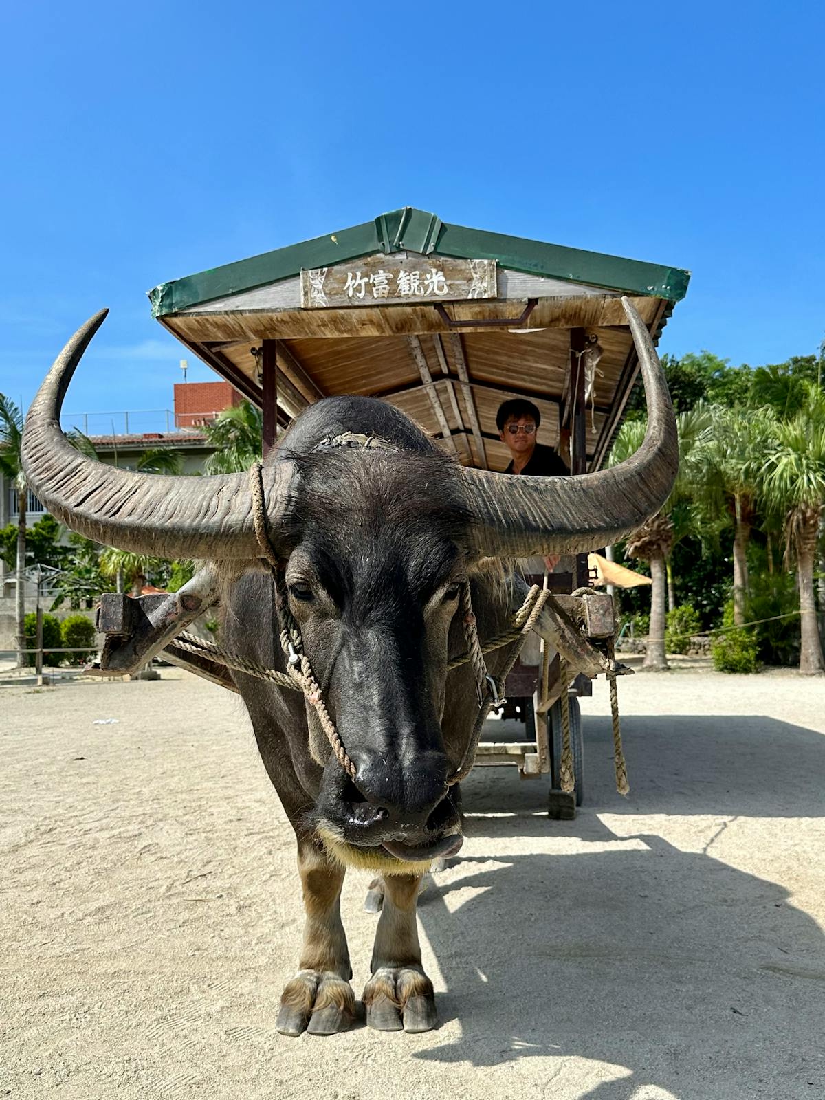 Carabao Head Photos, Download The BEST Free Carabao Head Stock Photos ...