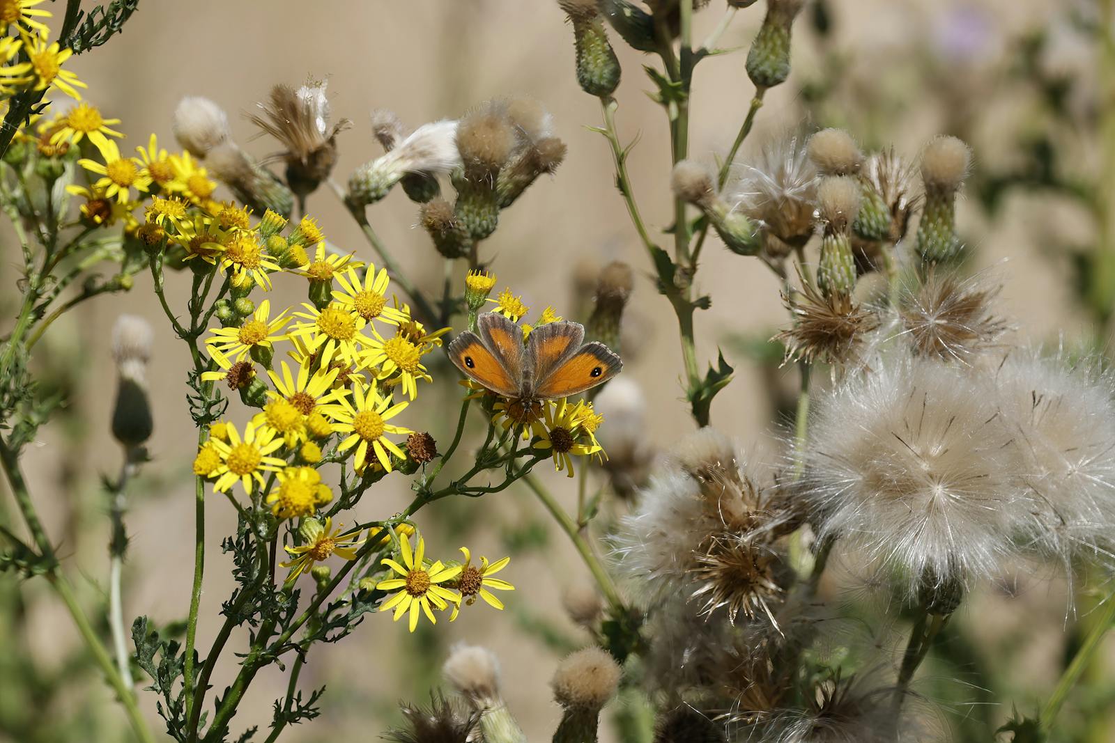 Gatekeeper Photos, Download The BEST Free Gatekeeper Stock Photos & HD ...