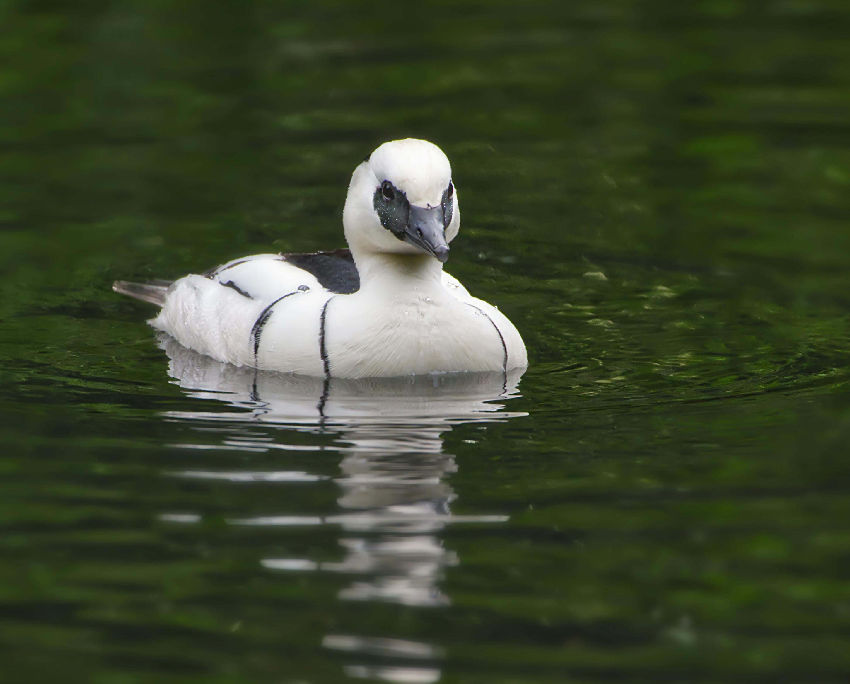 Spinning Duck Photos, Download The BEST Free Spinning Duck Stock Photos ...