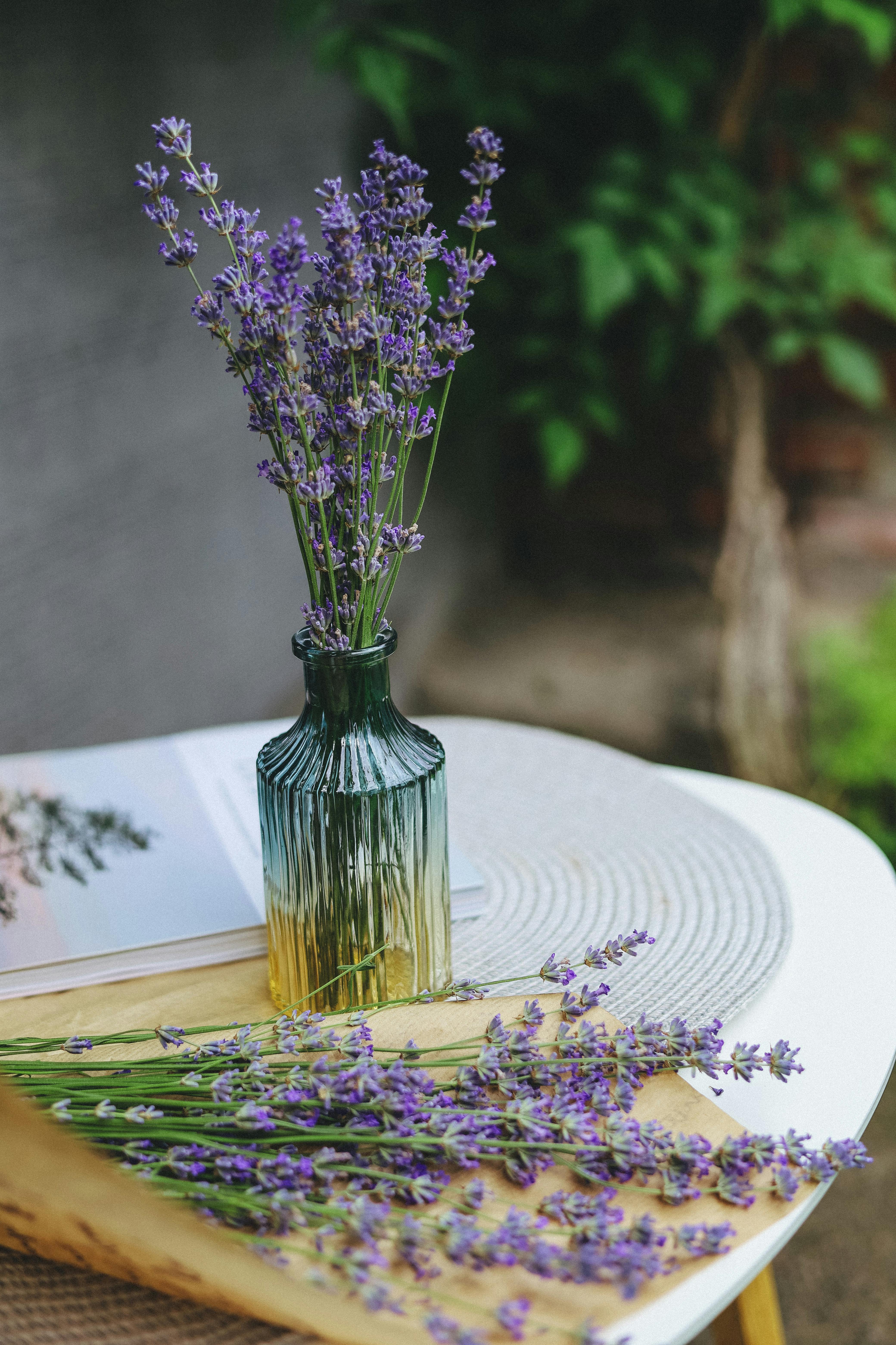 Lavender in Vase · Free Stock Photo