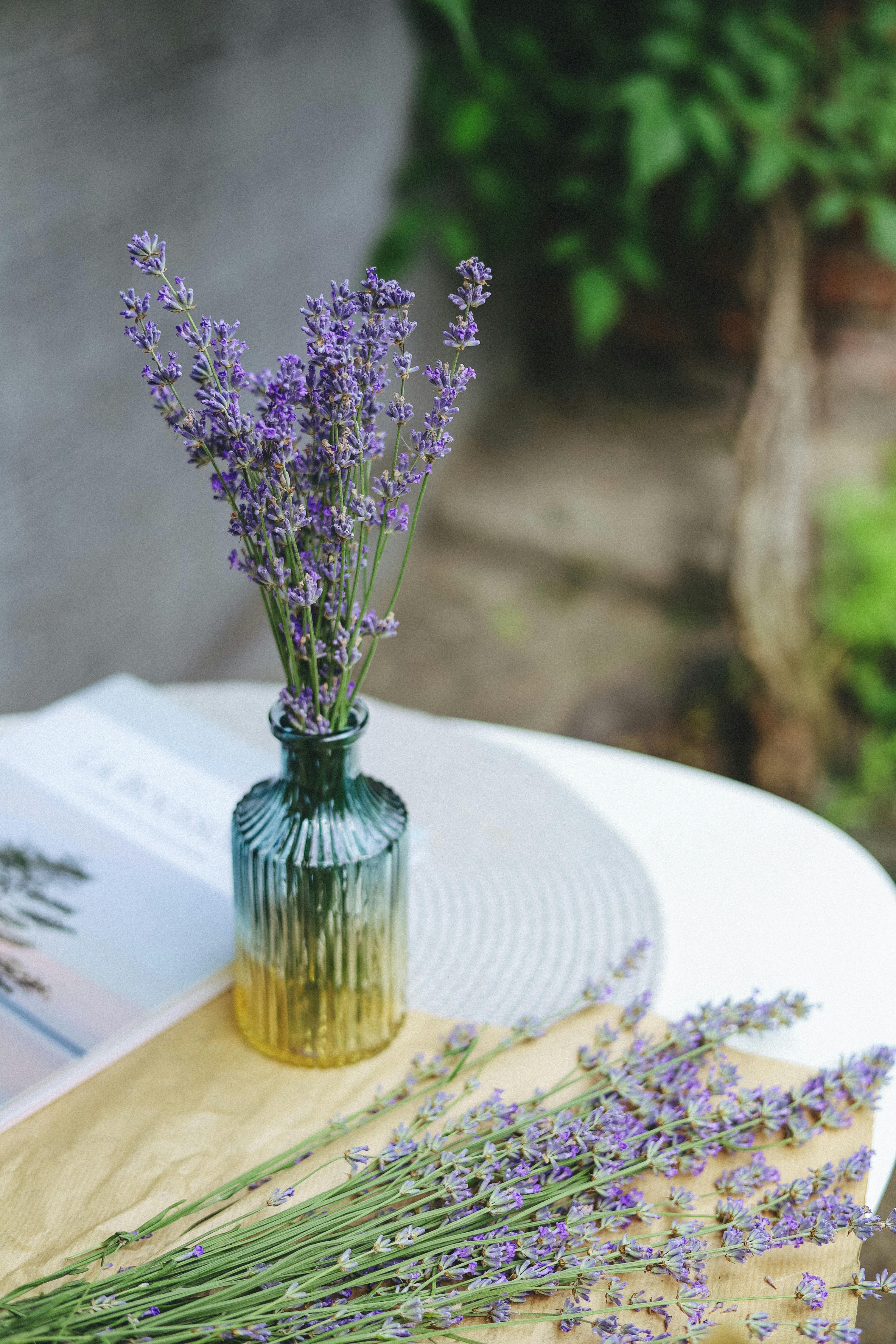 Still Life with Vase of Lavender Flowers · Free Stock Photo