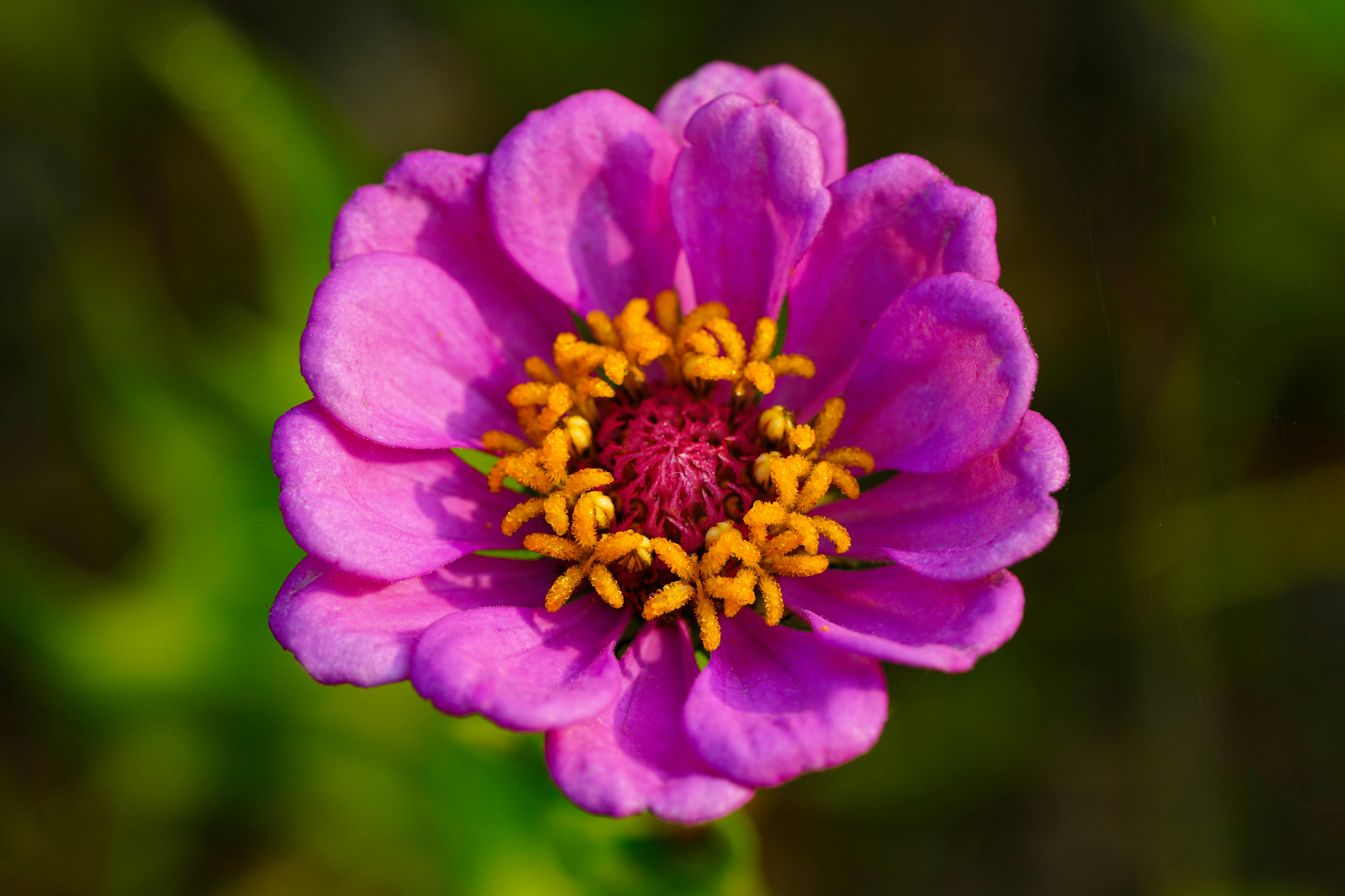 Pinkish Violet Photos, Download The BEST Free Pinkish Violet Stock ...