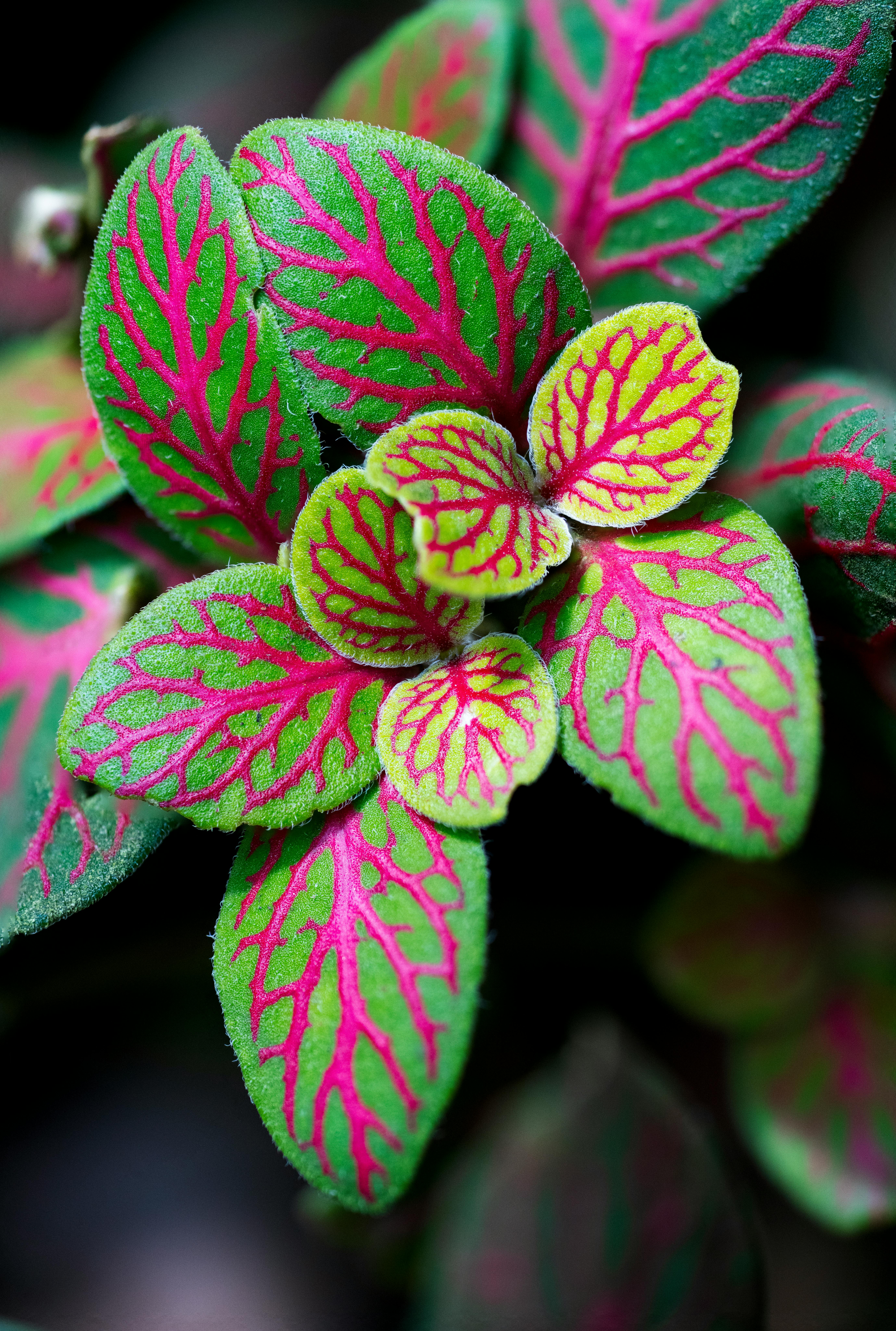 Close-up Photo of Green leafed Plants · Free Stock Photo