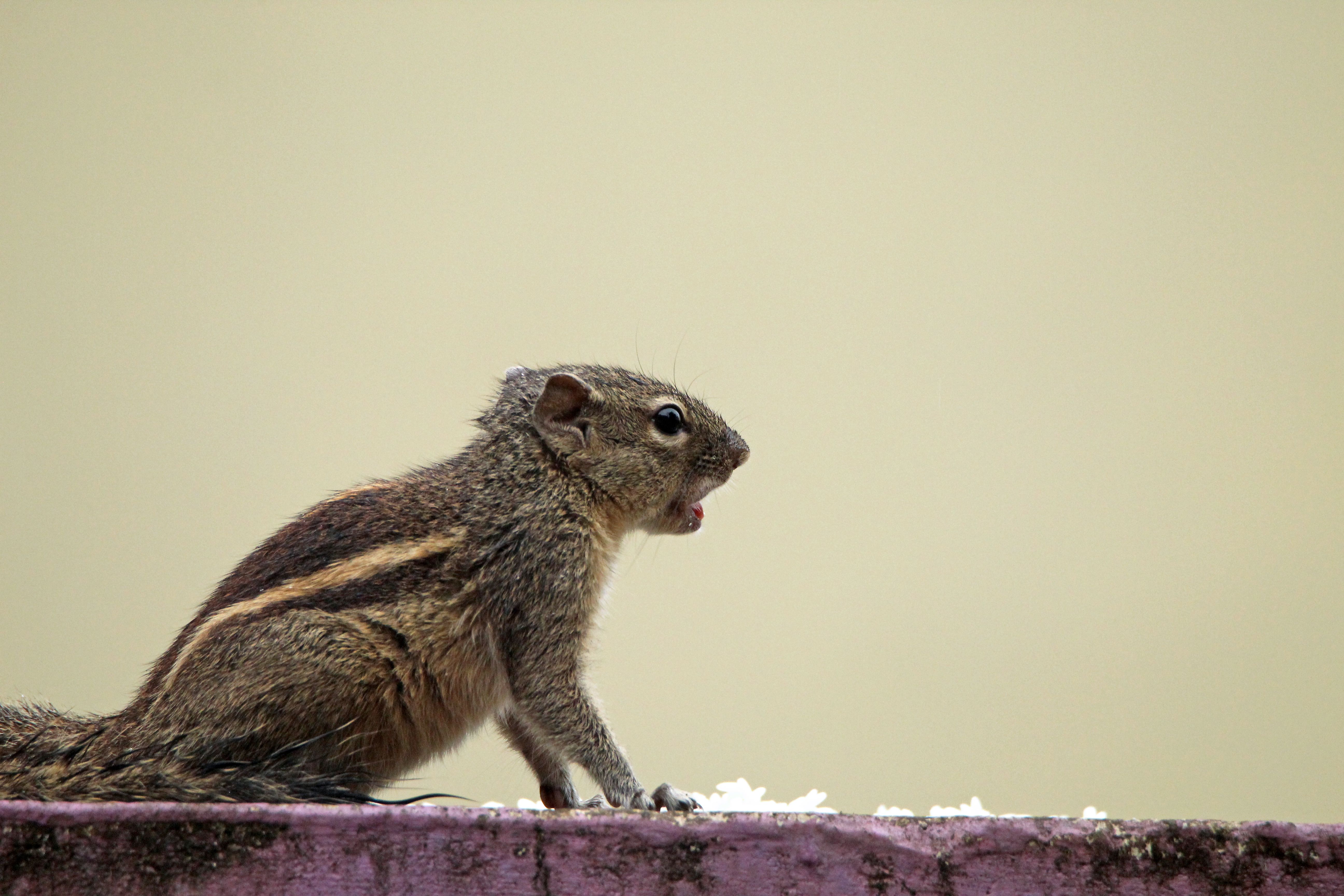 Indian Squirrel Photos, Download The BEST Free Indian Squirrel Stock ...